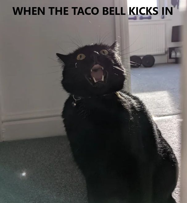 Mmmm Taco Bell | Scrolller