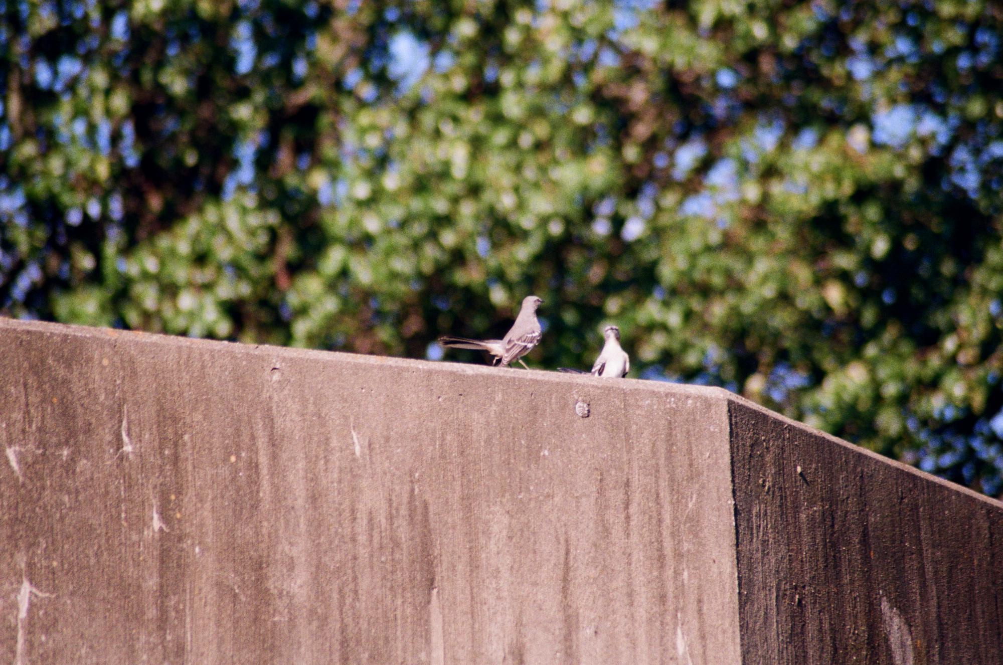 Mockingbird Conversation | Scrolller