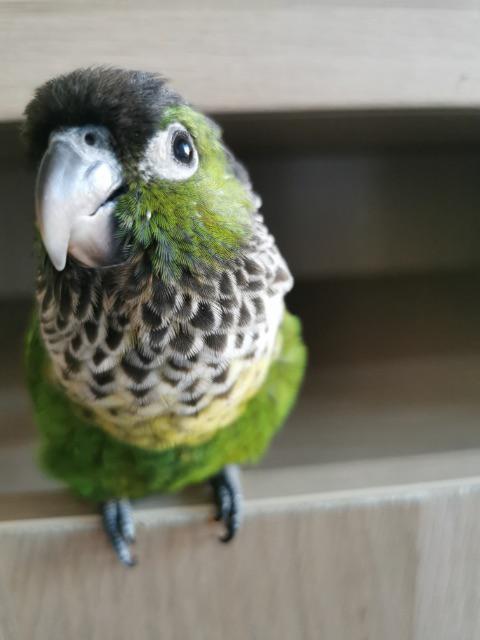 Model Birb | Scrolller