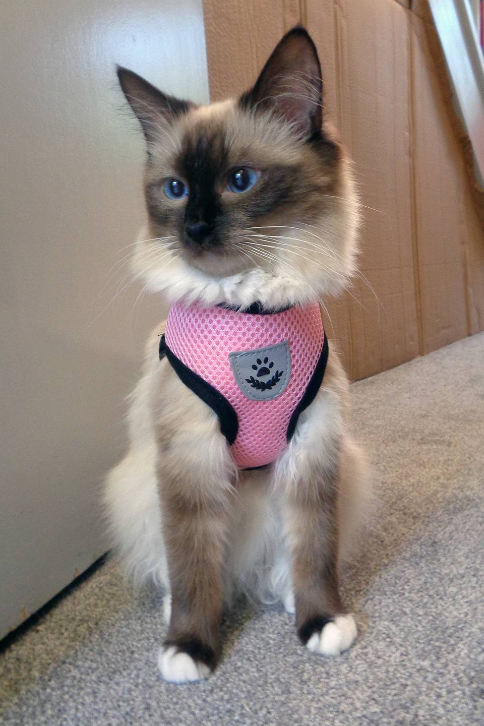 Modelling her new pretty pink cat harness | Scrolller