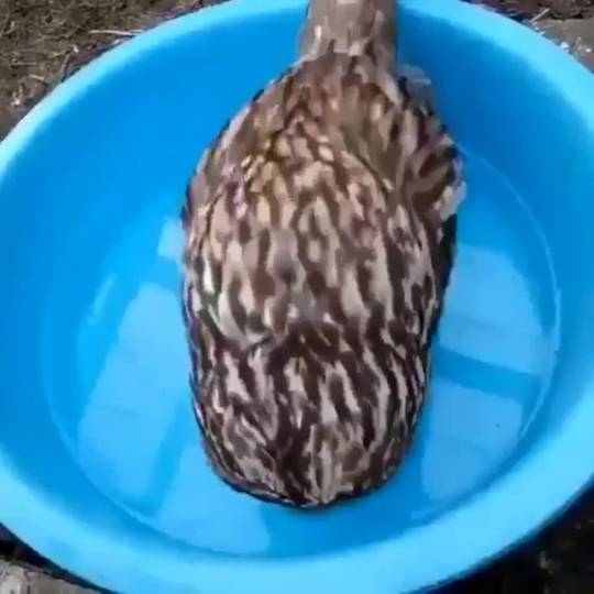 Moist Owlette | Scrolller