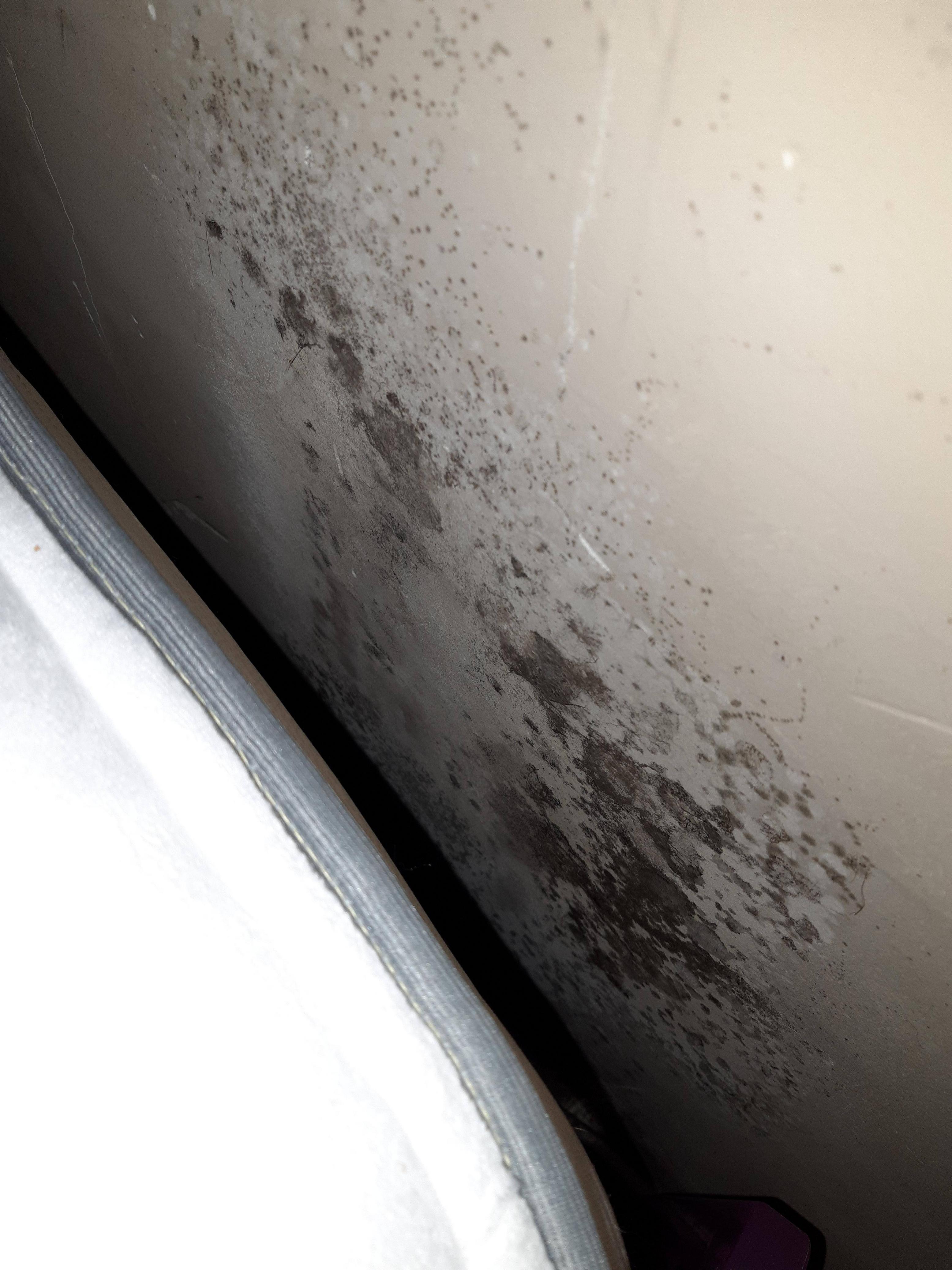 Mold developed on plaster/lathe wall? (1st comment asks my question) | Scrolller