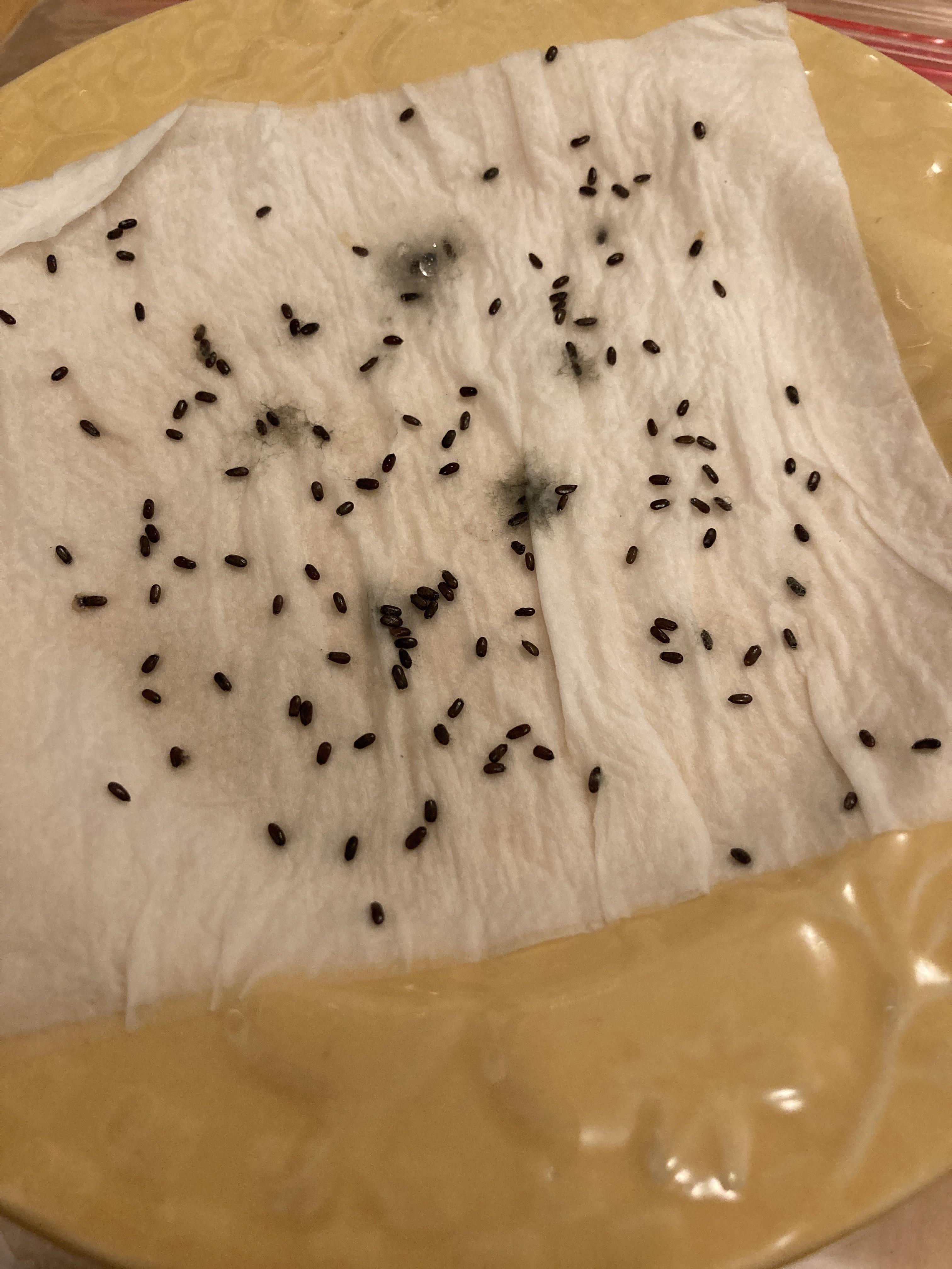 Mold on seeds (paper towel method)- what should I do? | Scrolller