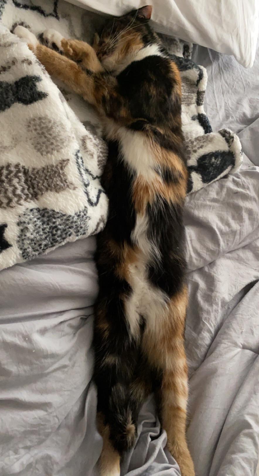 Molly showing off her fluffy belly 🥺 | Scrolller