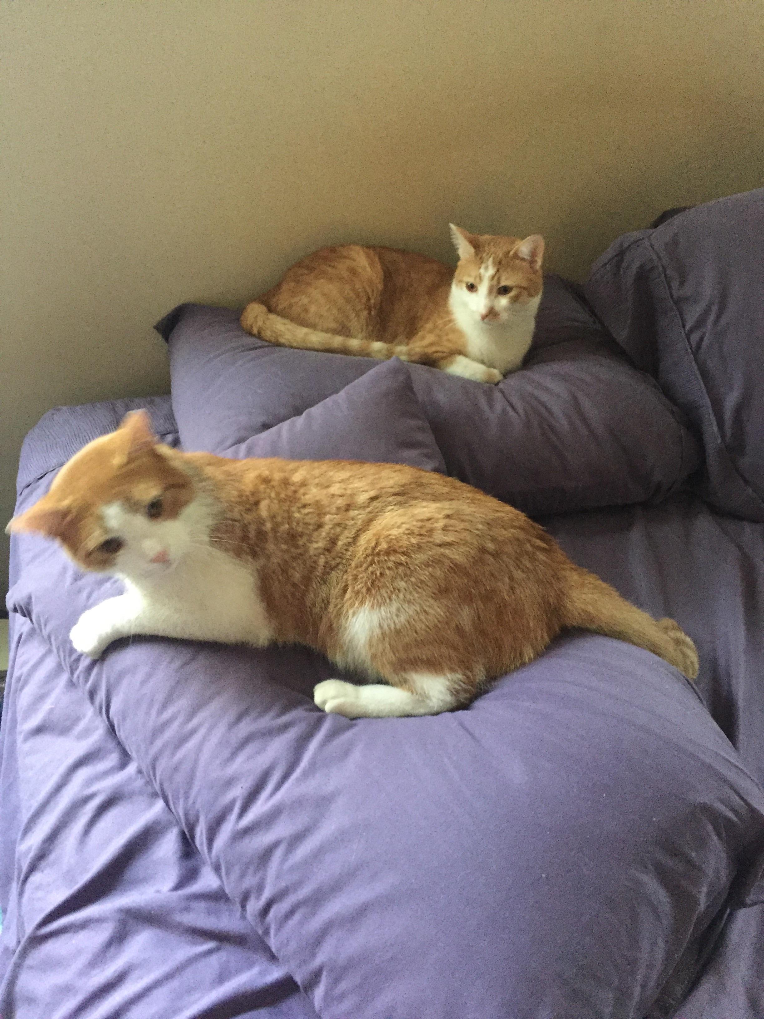 Mom Bought Us New Pillows! | Scrolller