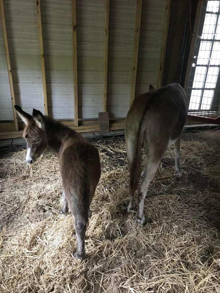 Momma and baby, the new additions to our farm. What’s are some good resources to care for these ...
