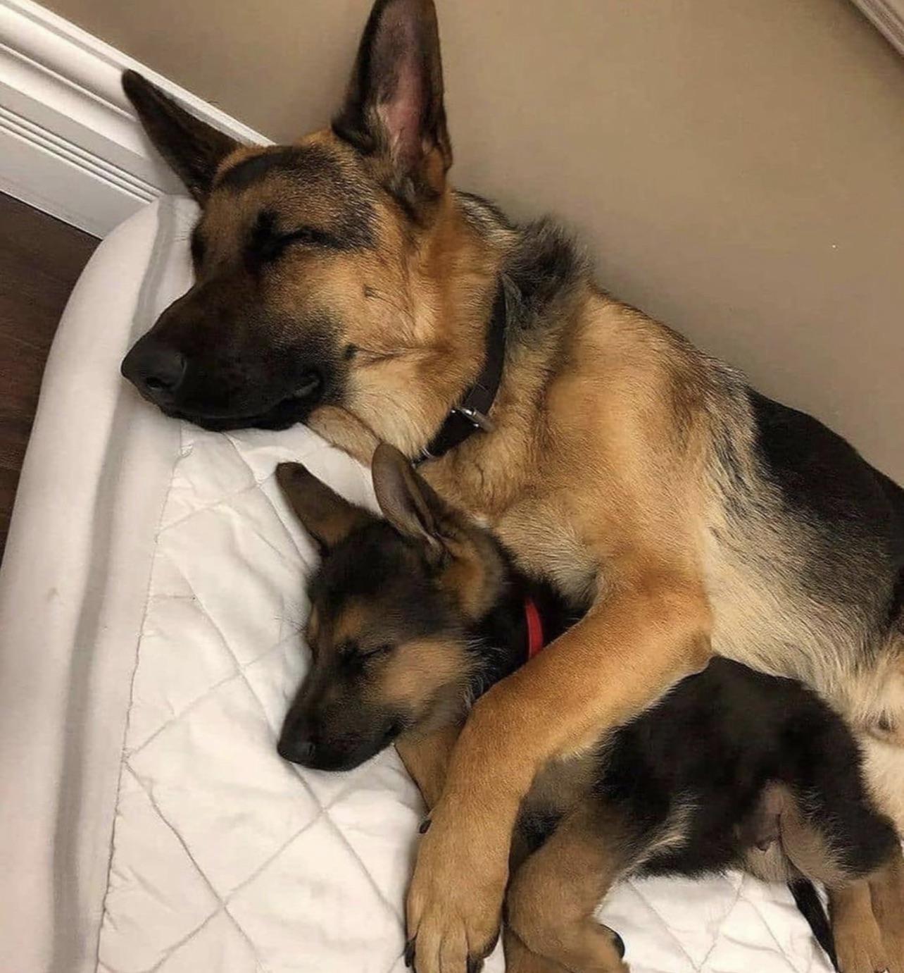 Momma bear and her cub 🥰 | Scrolller