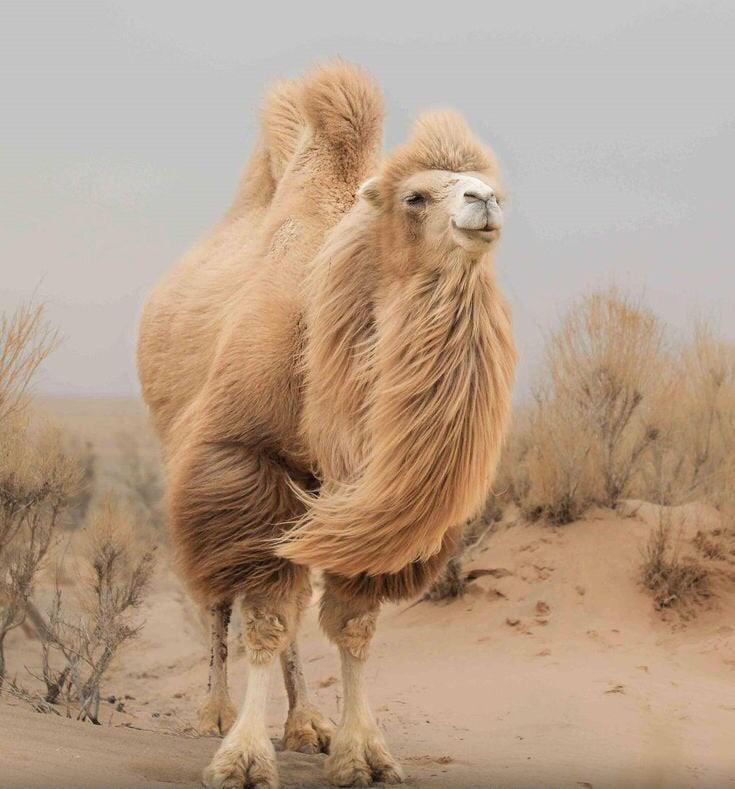 🔥 Mongolian double humped camel | Scrolller