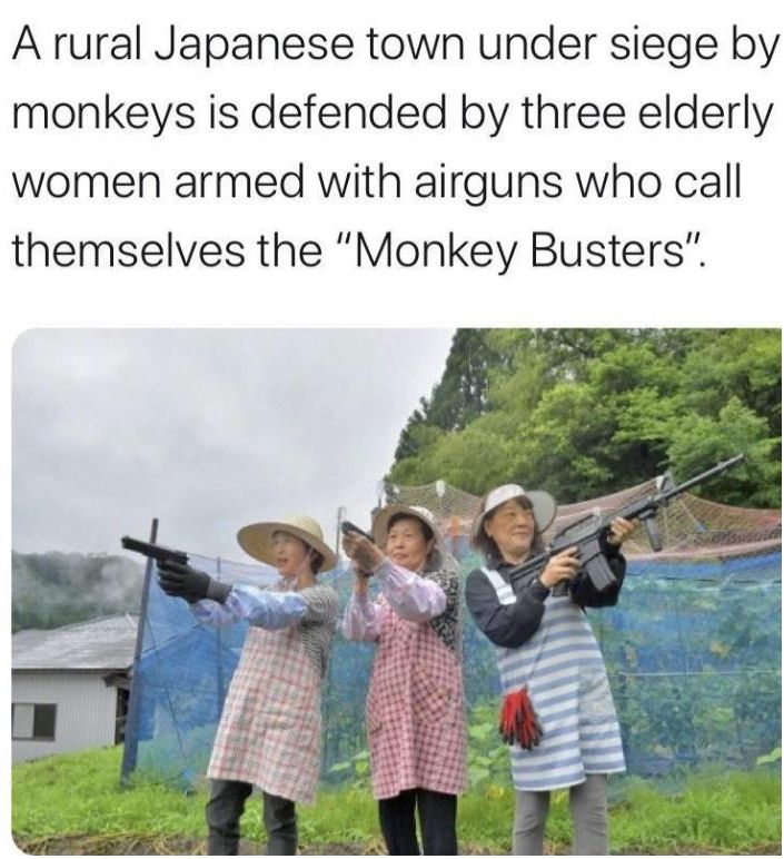 Monke busters, the elder guardians. | Scrolller