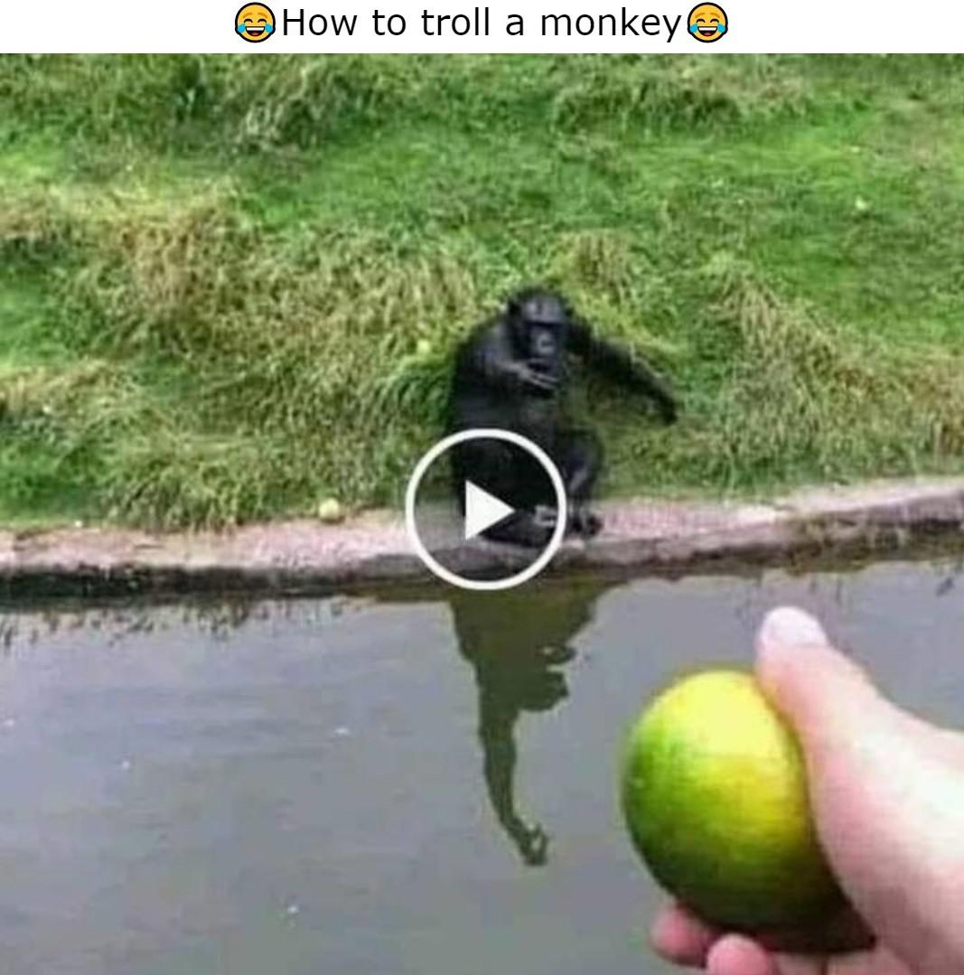 Monke Rule | Scrolller