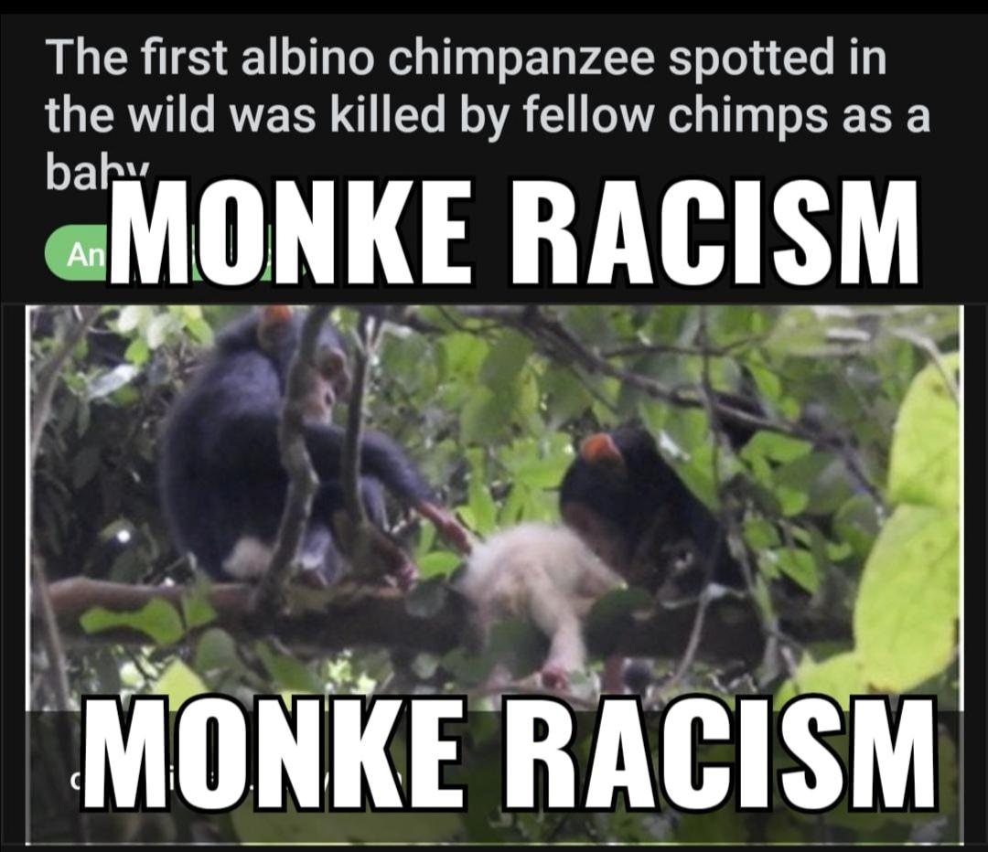 Monke rule | Scrolller