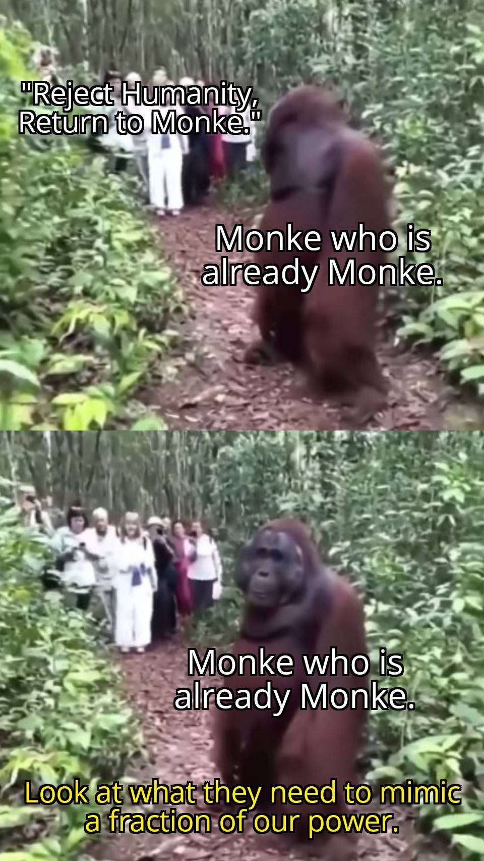 Monke who is already Monke. | Scrolller