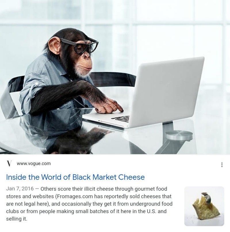 Monkey on computer #11 | Scrolller