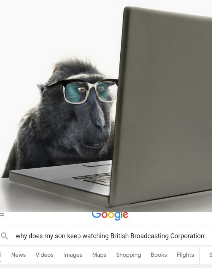 Monkey on computer #17 | Scrolller