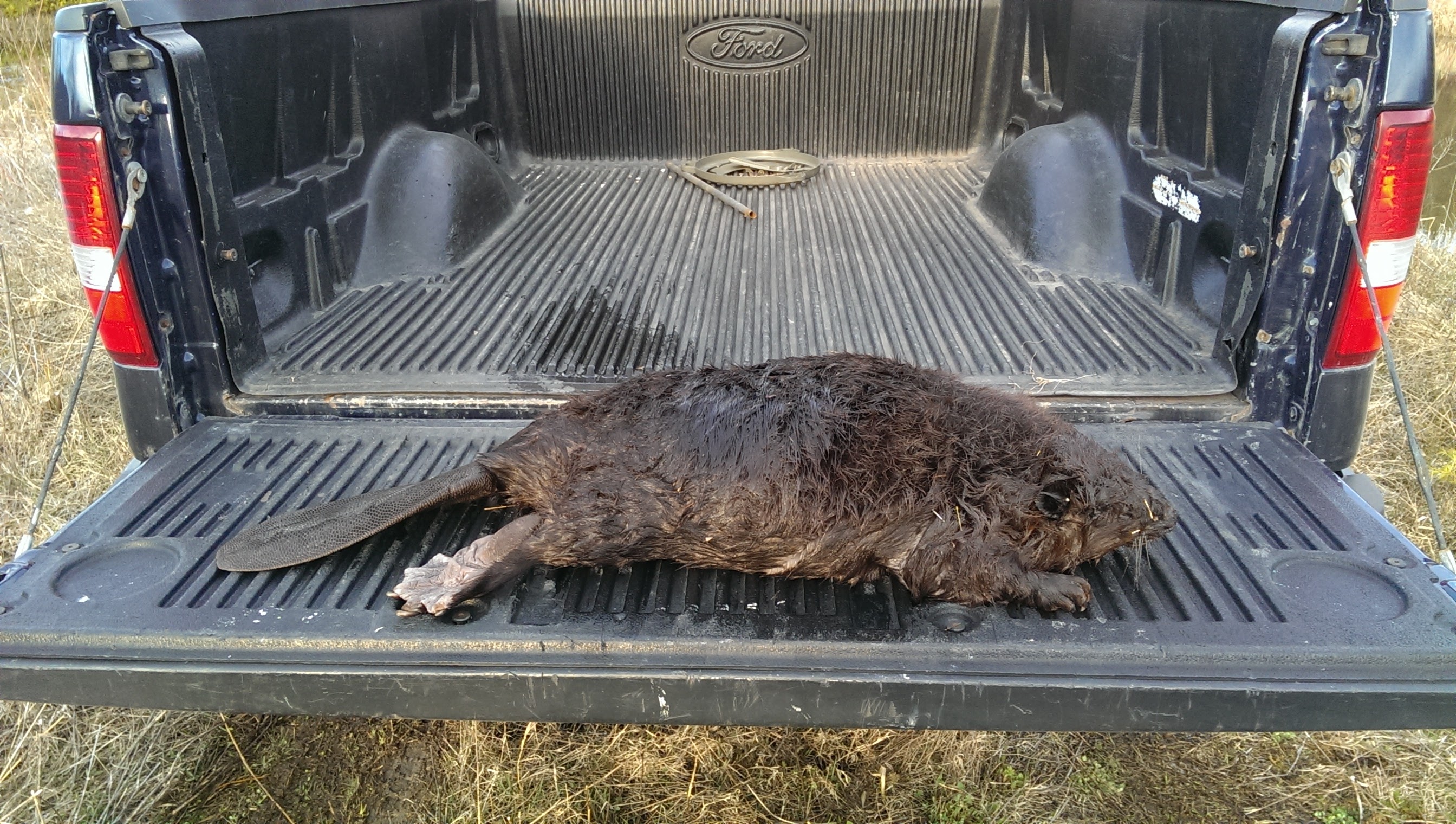Monster Eastern Ontario Beaver | Scrolller