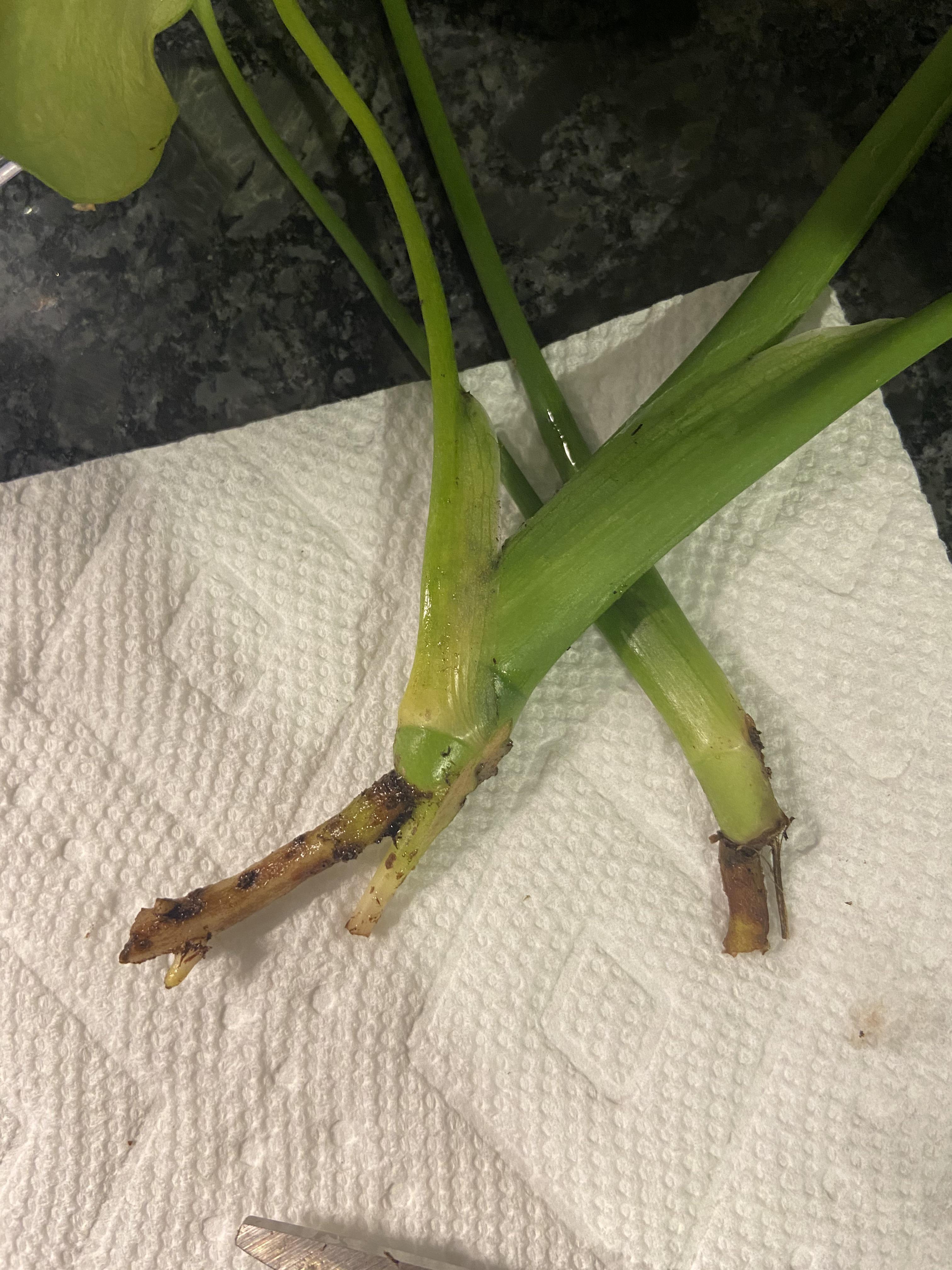 Monstera Deliciosa Root Rot - help recovering | Scrolller