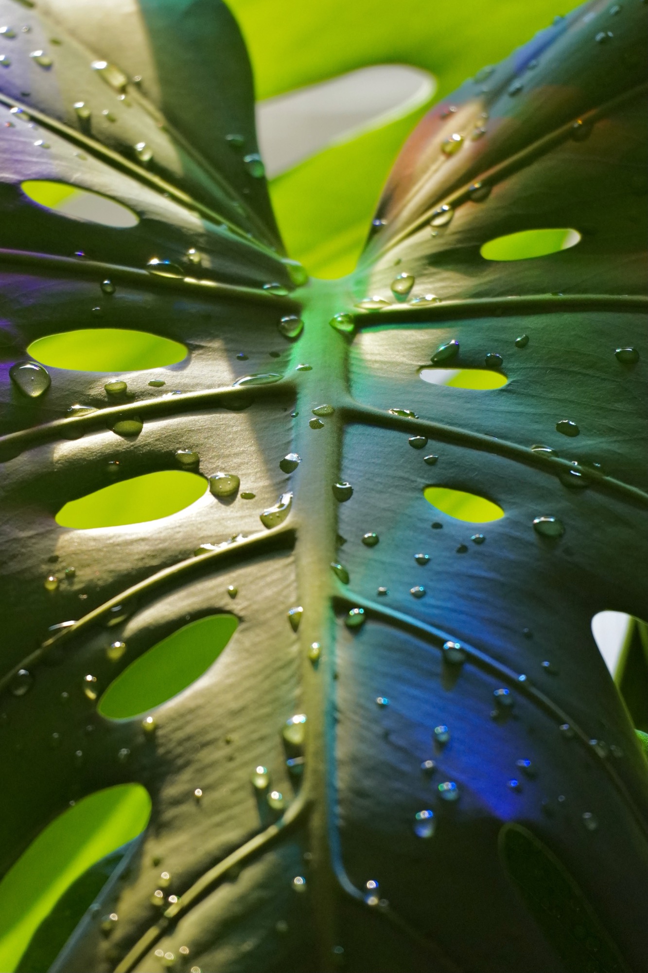 Monstera Leaf under a prism [OC] | Scrolller