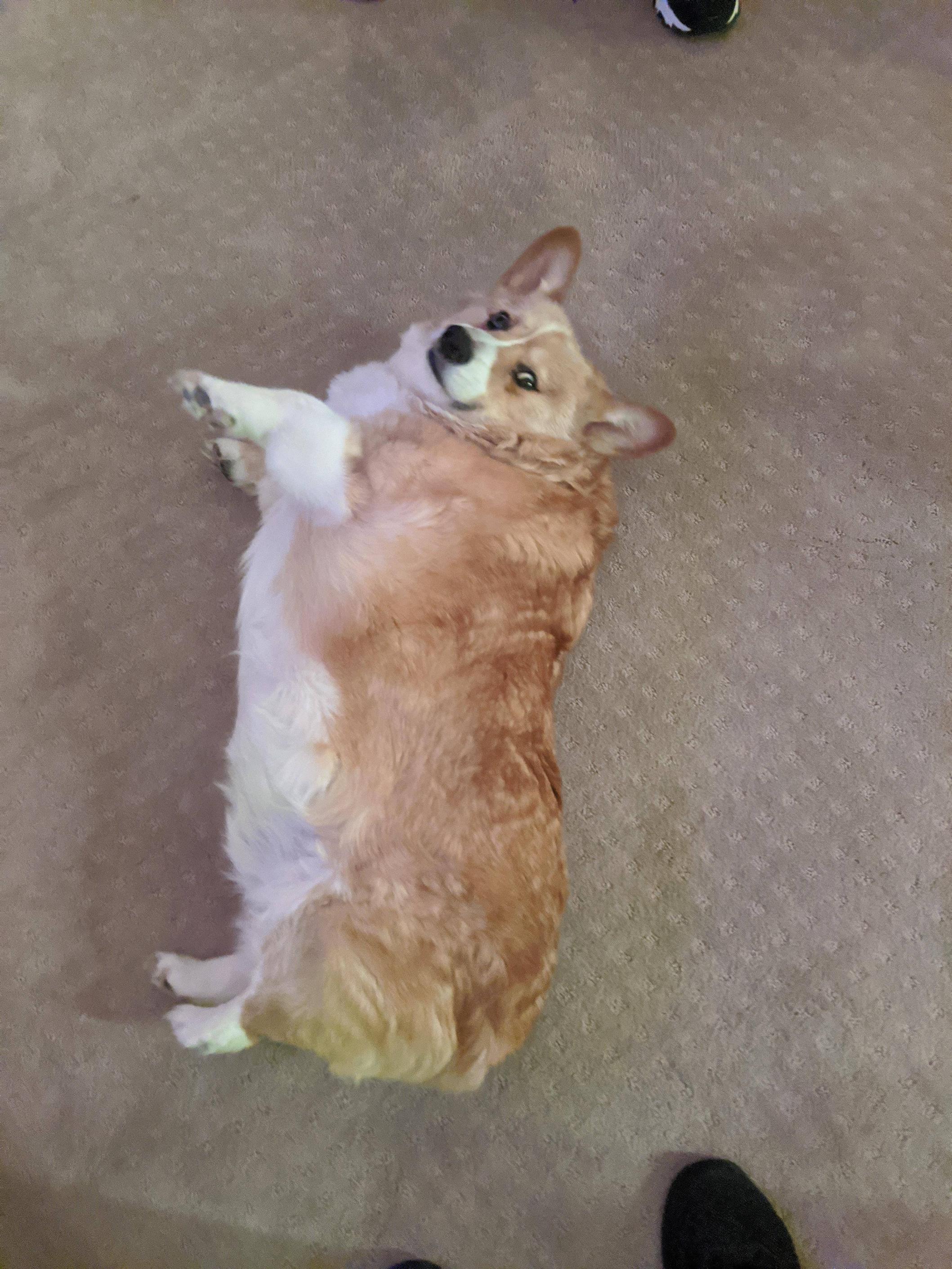 Montgomery an unit of a corgi. | Scrolller
