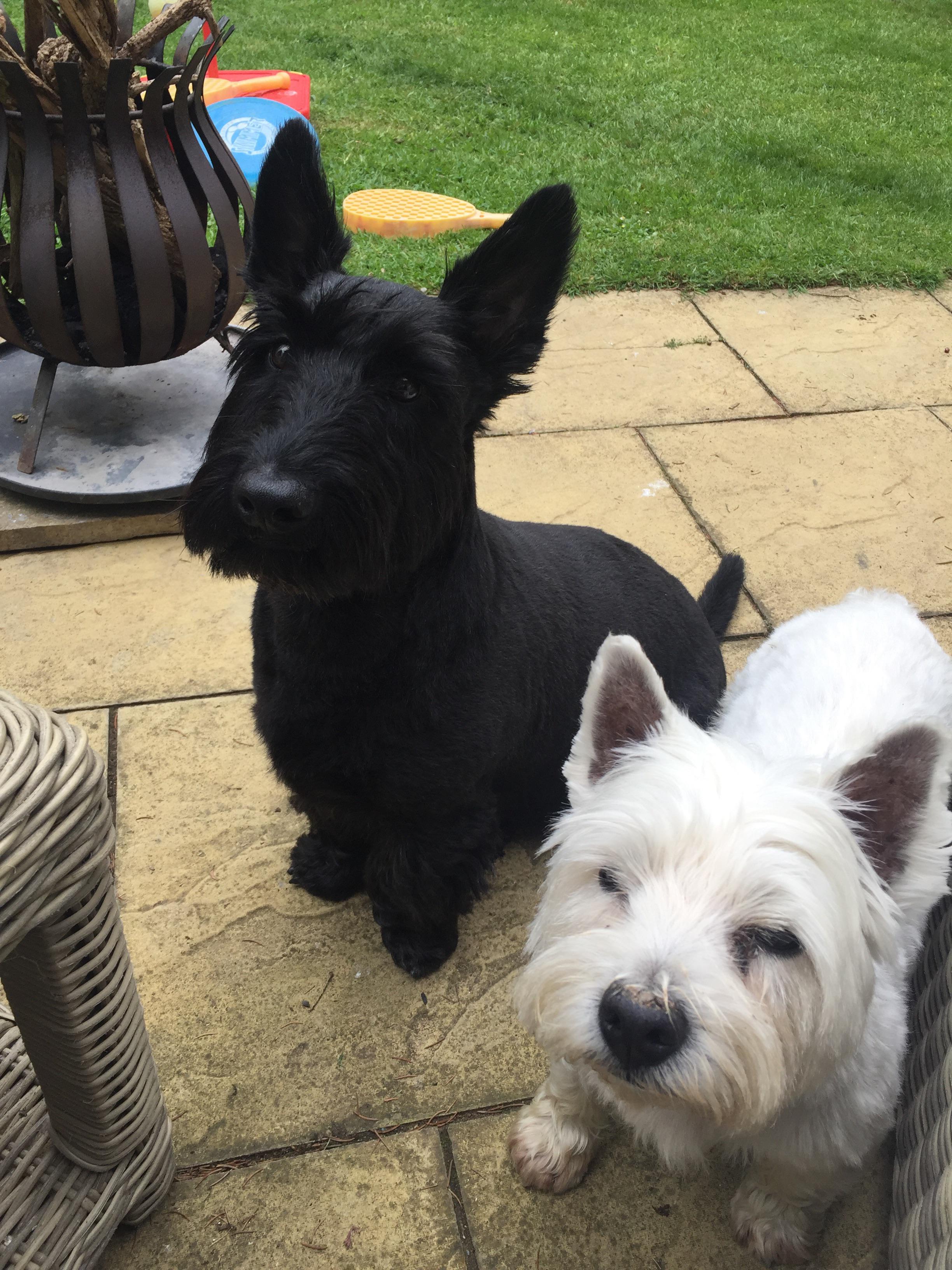 Monty with westie Ruby | Scrolller
