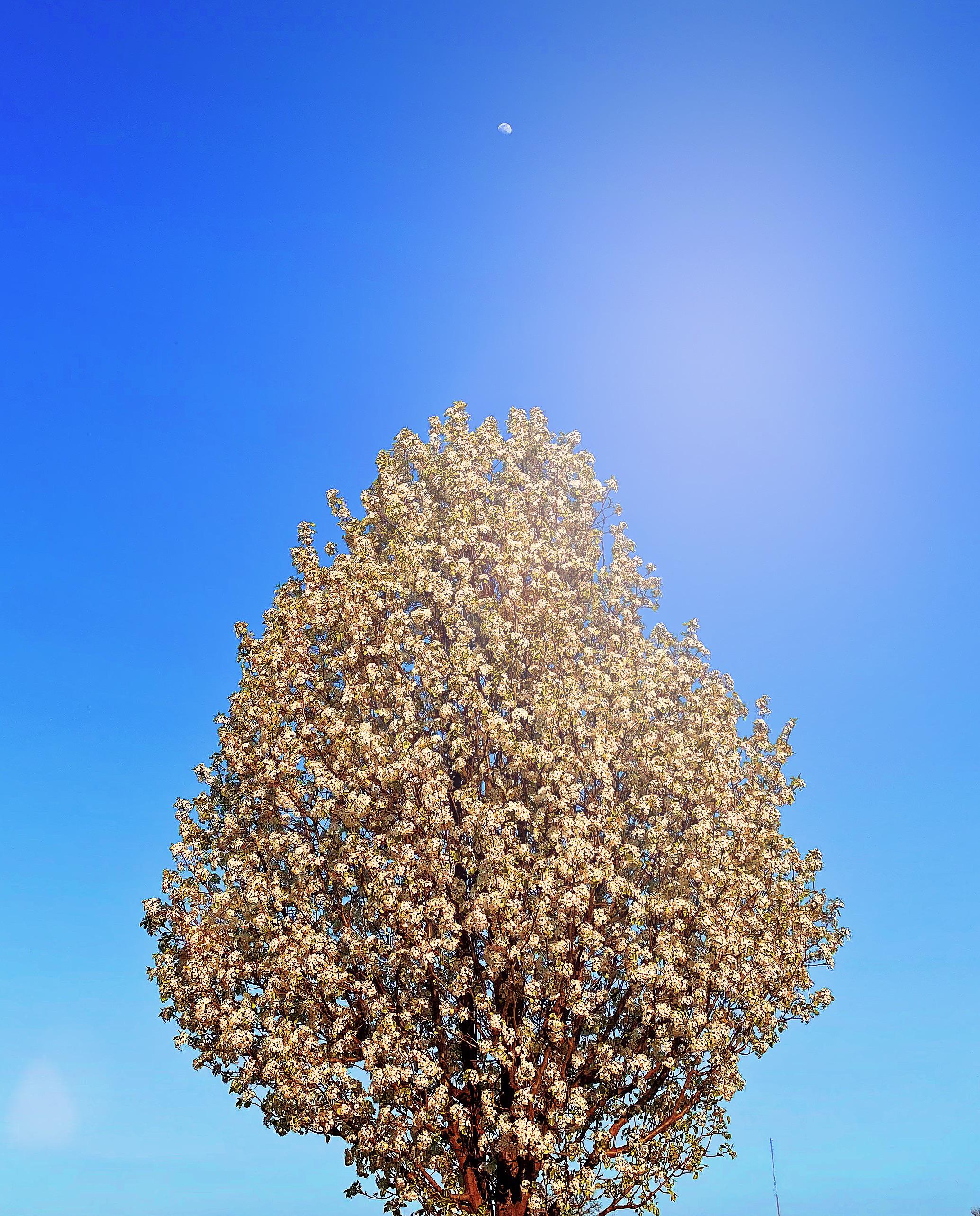 Moon atop a lilac tree 🌖 | Scrolller