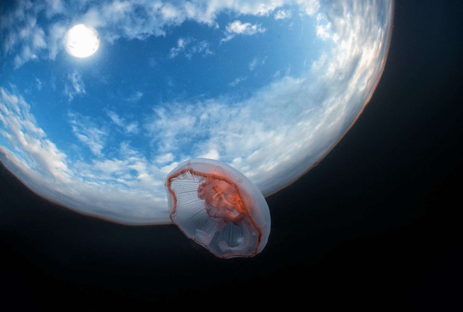 Moon Jellyfish floating to the surface | Scrolller
