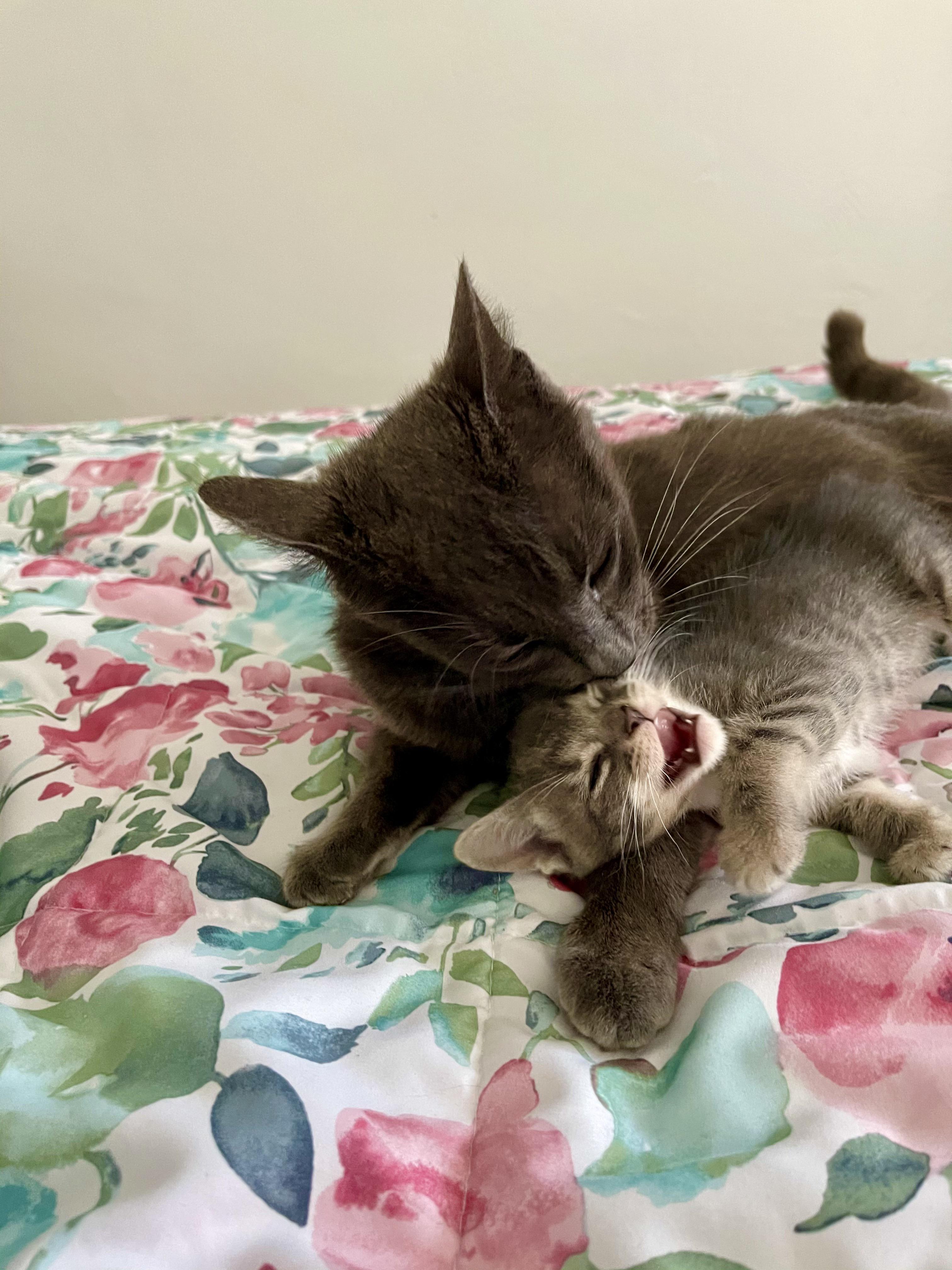 mooooom, STAHP!!!!! | Scrolller