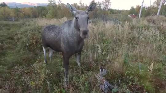 Moose vs drone (x-post from /r/gifs) | Scrolller