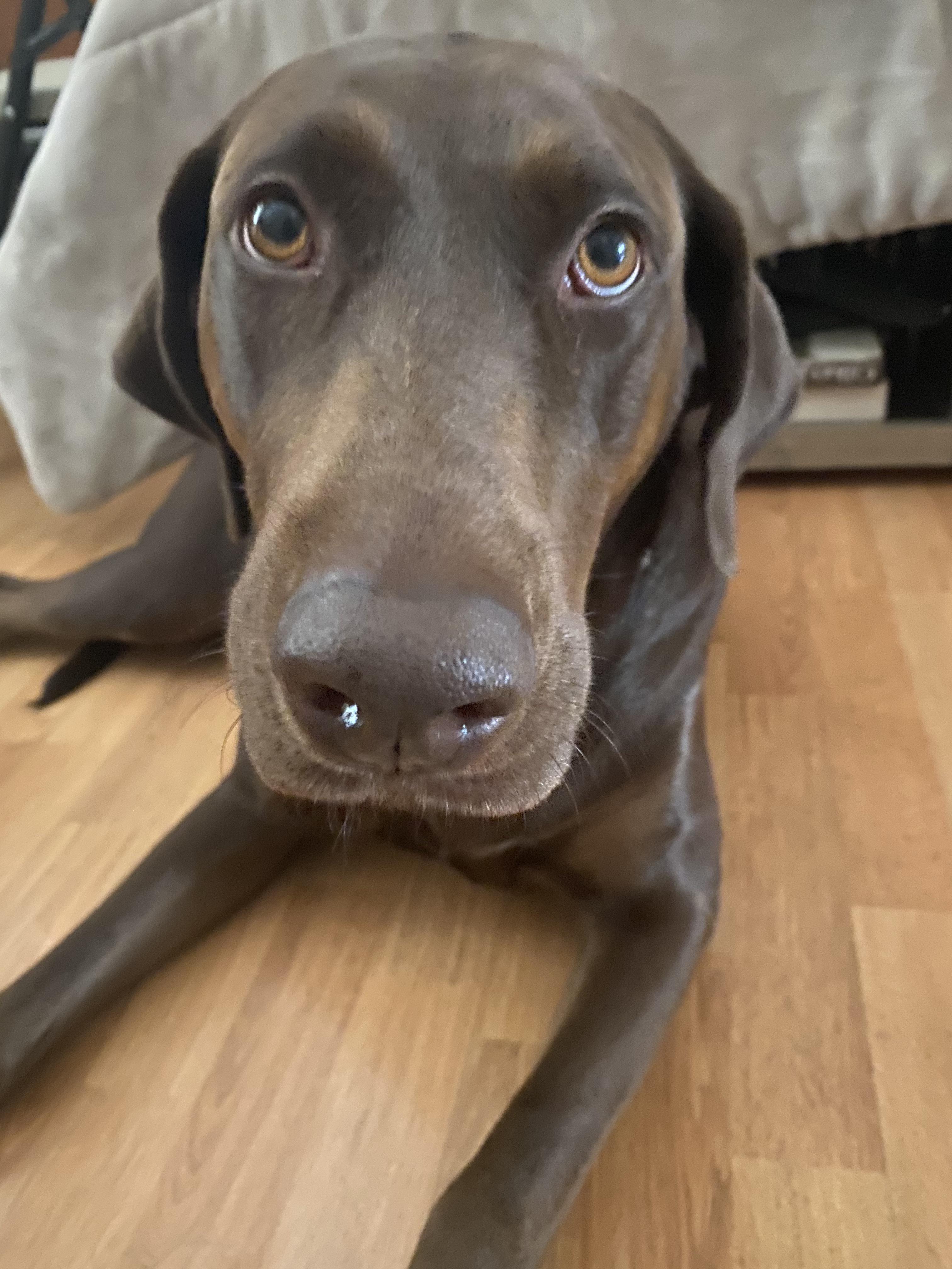 More doggo | Scrolller