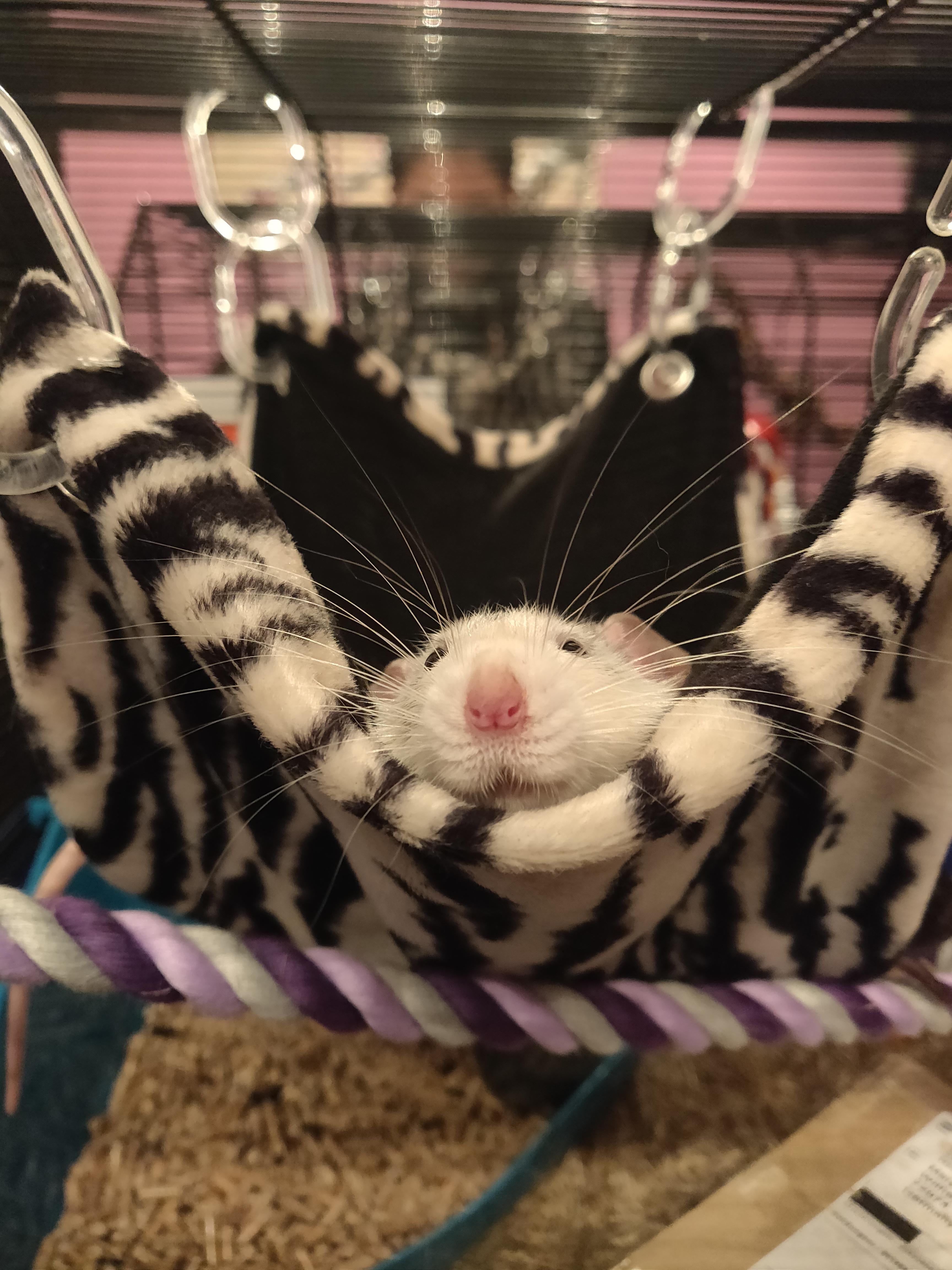 More snoot! | Scrolller