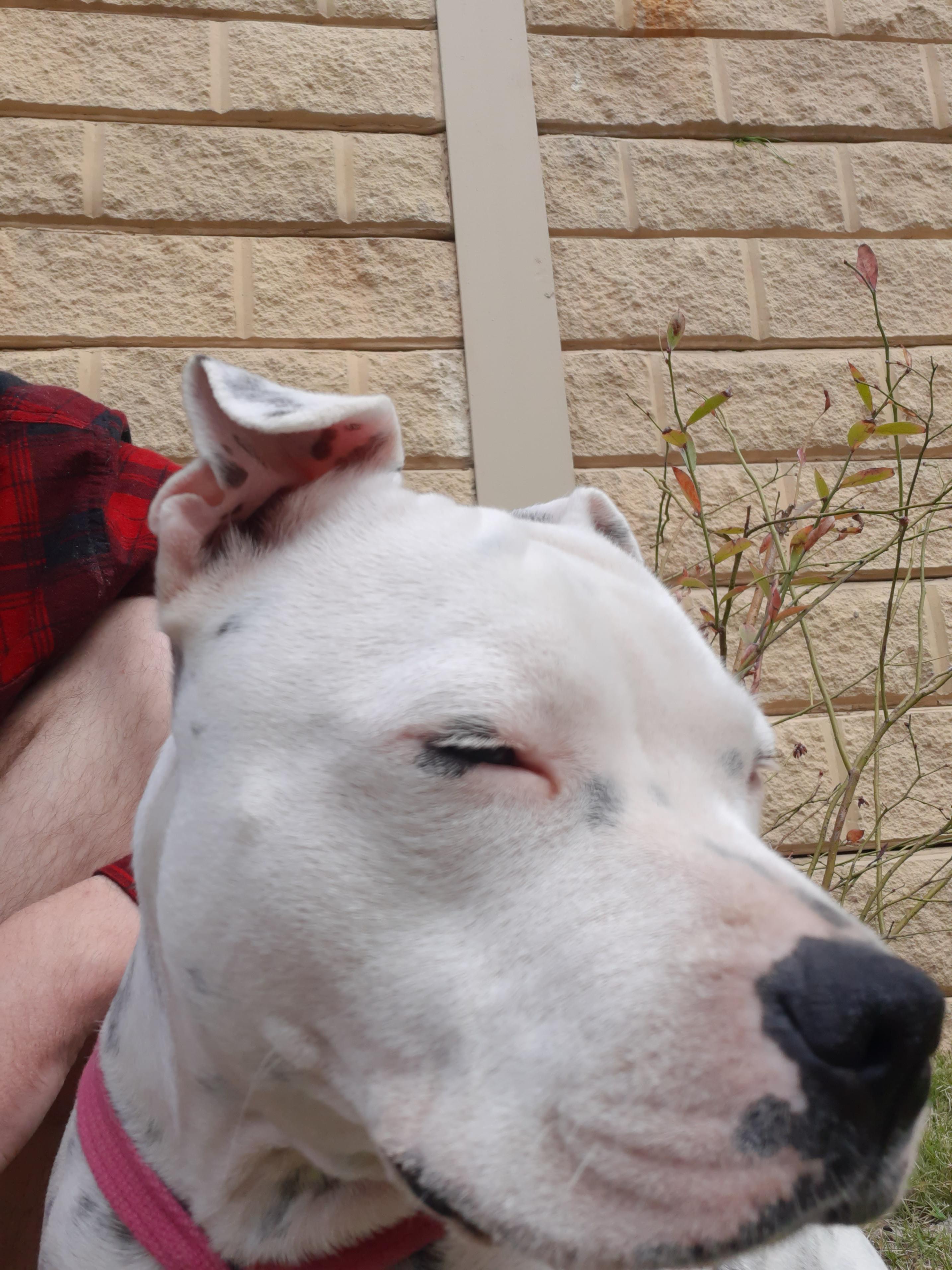 Morning coffee with my best mate. | Scrolller