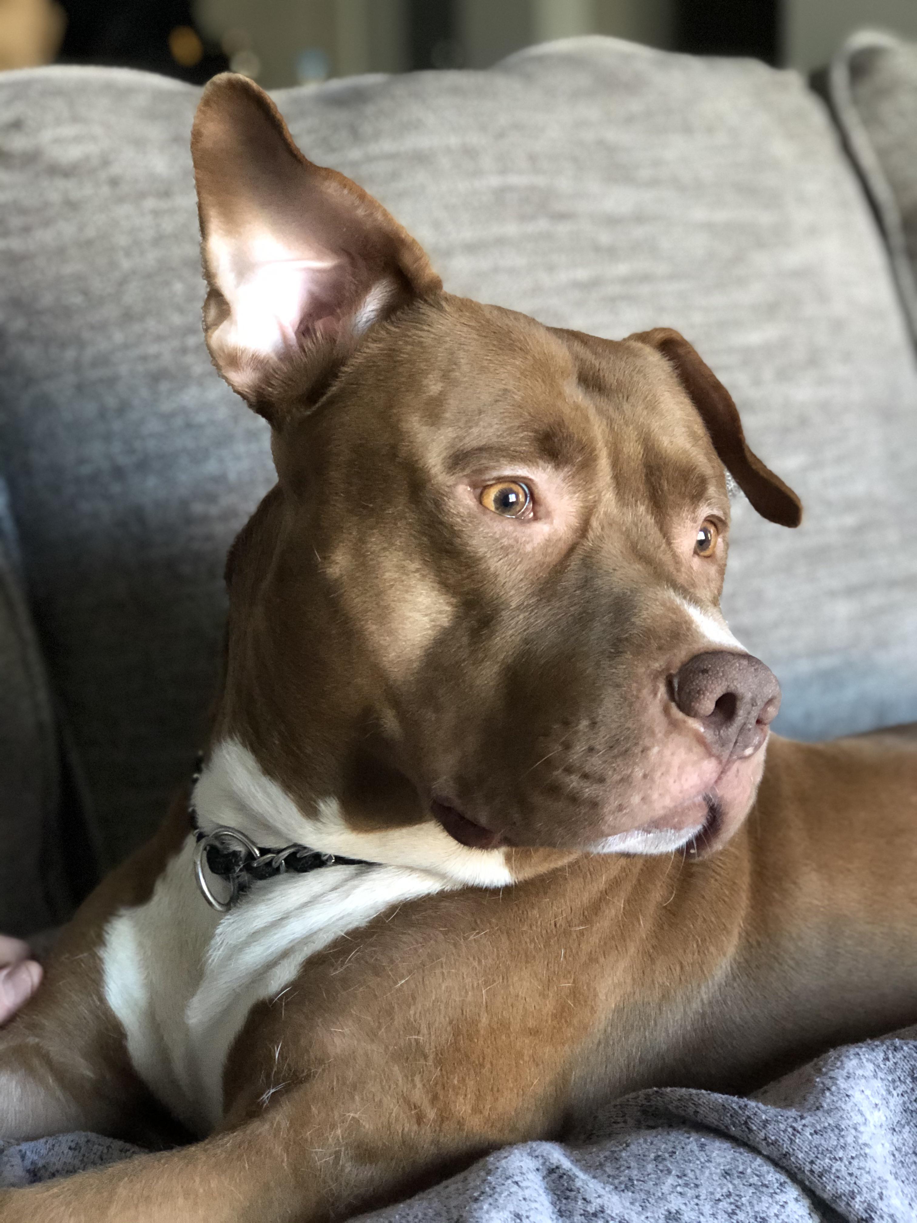 Morning wood... pit bull edition 😂 | Scrolller