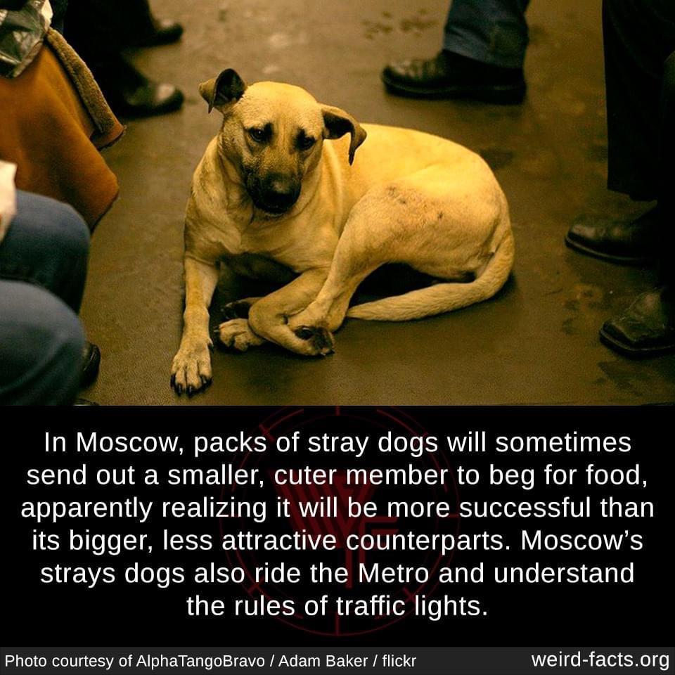 Moscow Stray Dogs | Scrolller