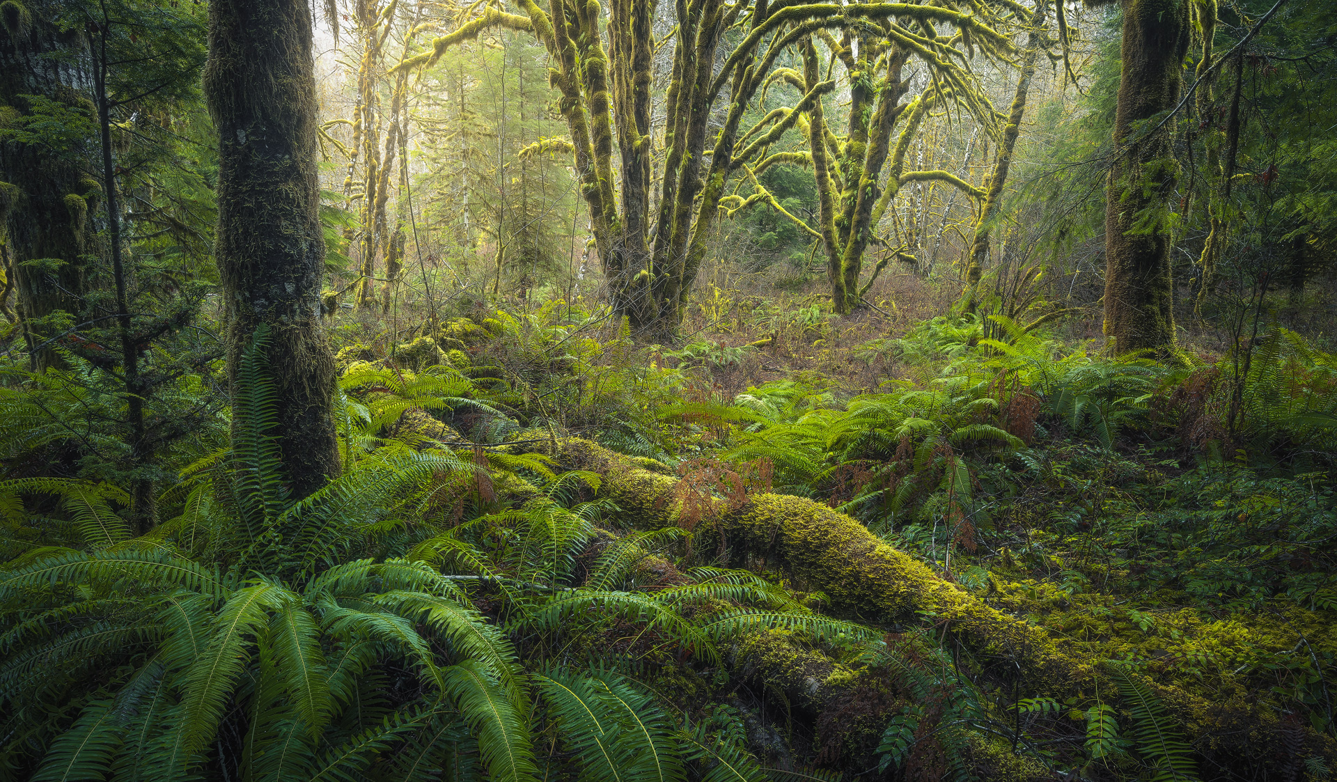 Moss in canadian forest | Scrolller