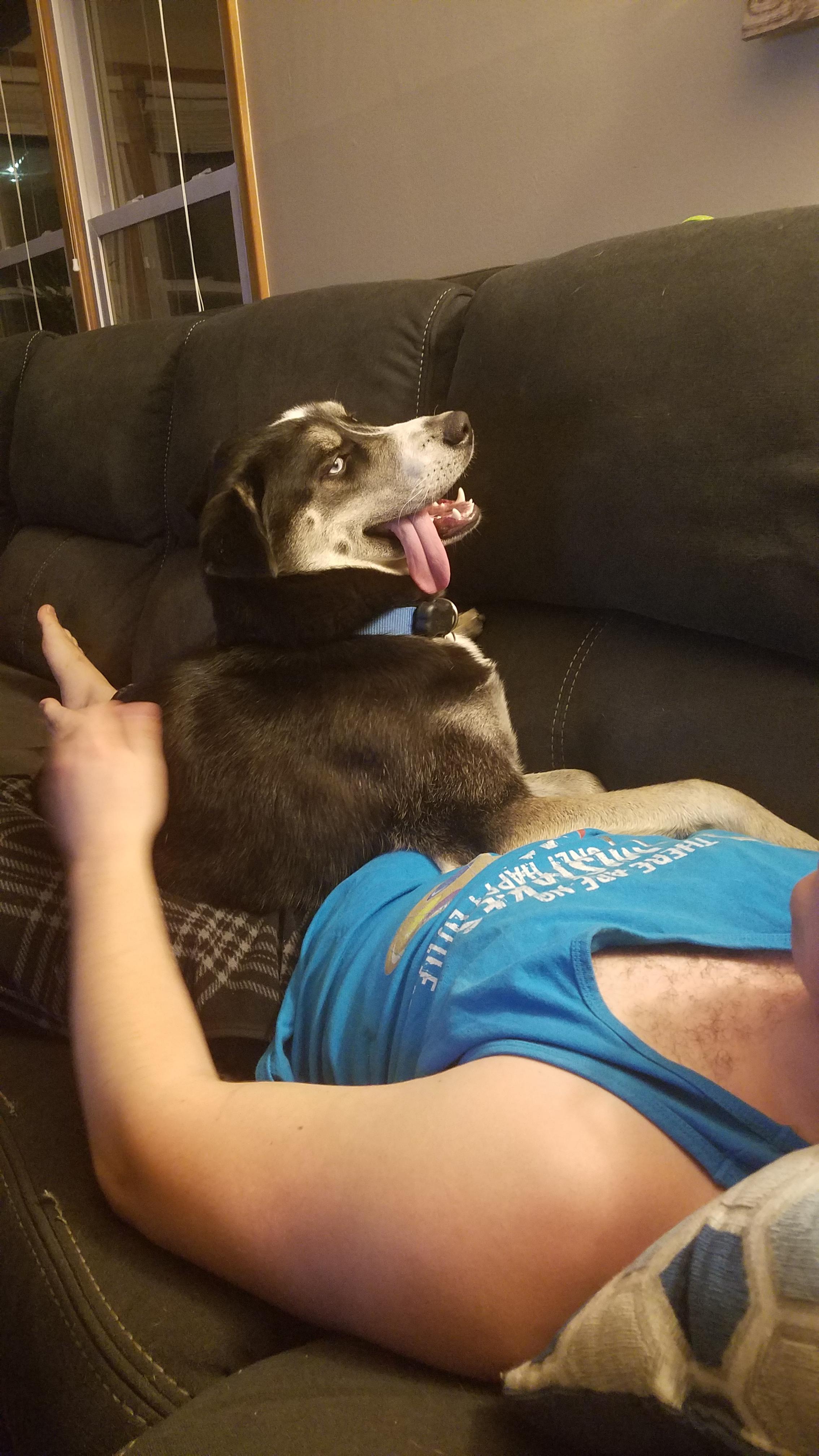 Most of the time Max's majestic husky side wins but every now and then the derpy lab comes out ...