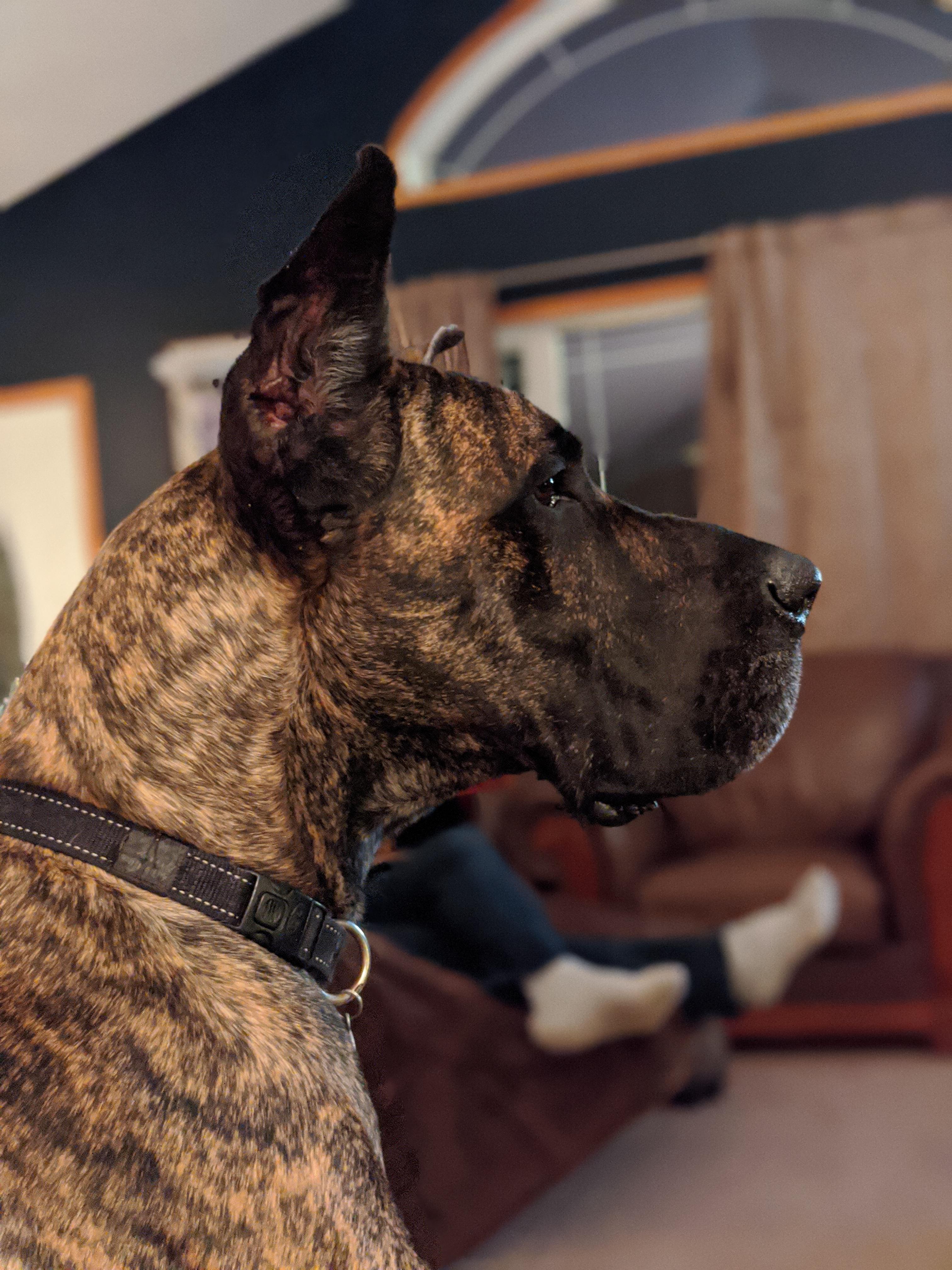 Mother-in-law's great dane. One of them anyways! | Scrolller