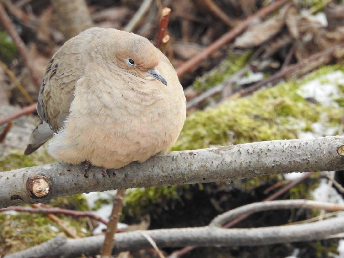 Mourning Borb! | Scrolller