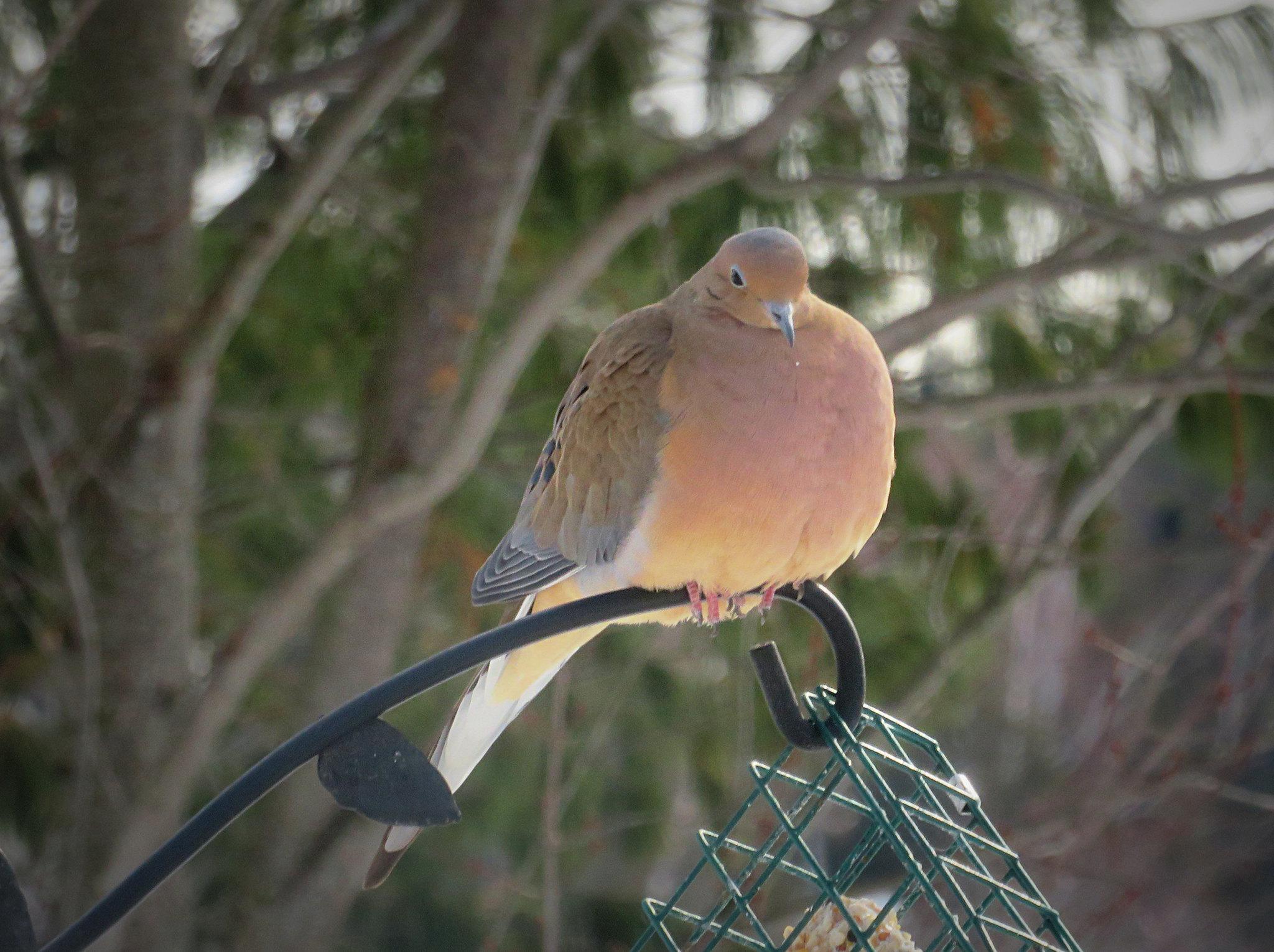 Mourning dove borb at 20 below. | Scrolller