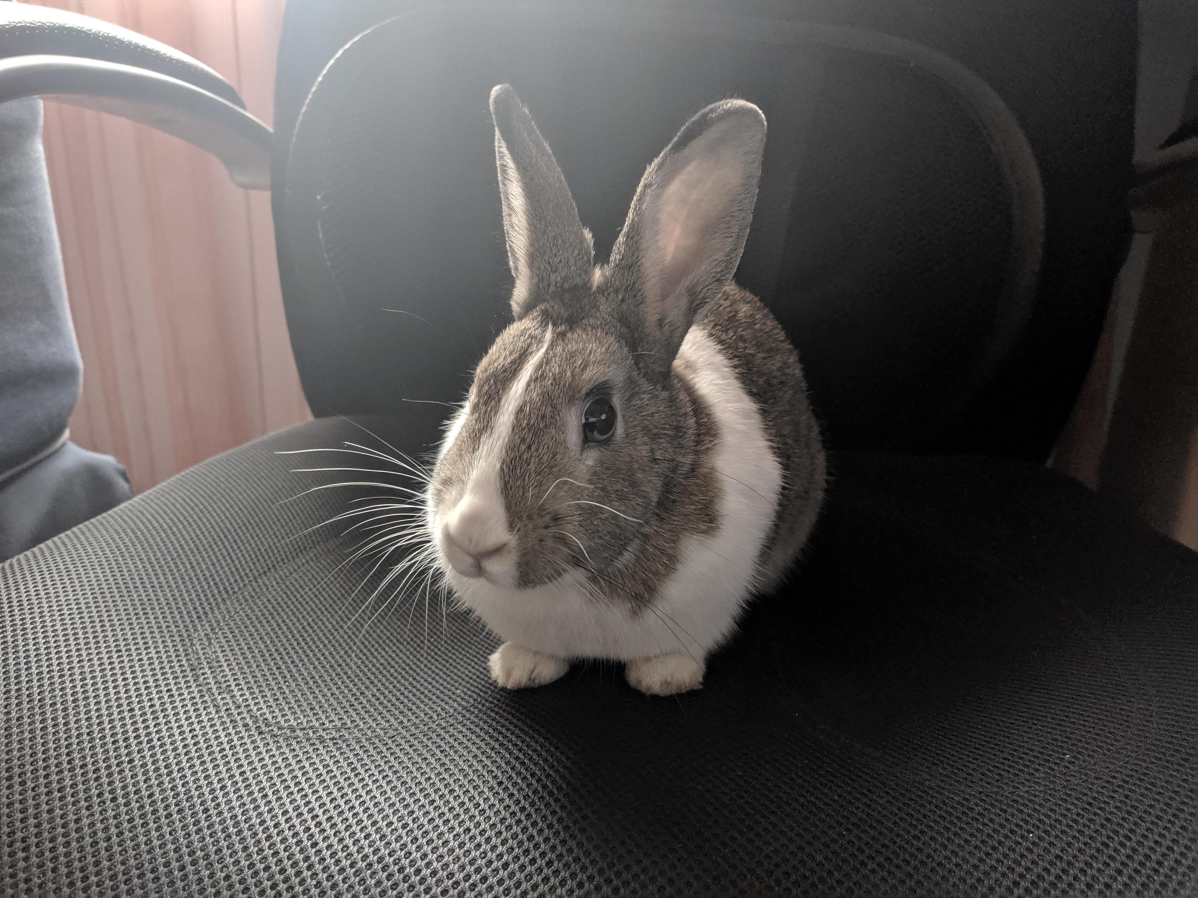 Moxy on her throne | Scrolller