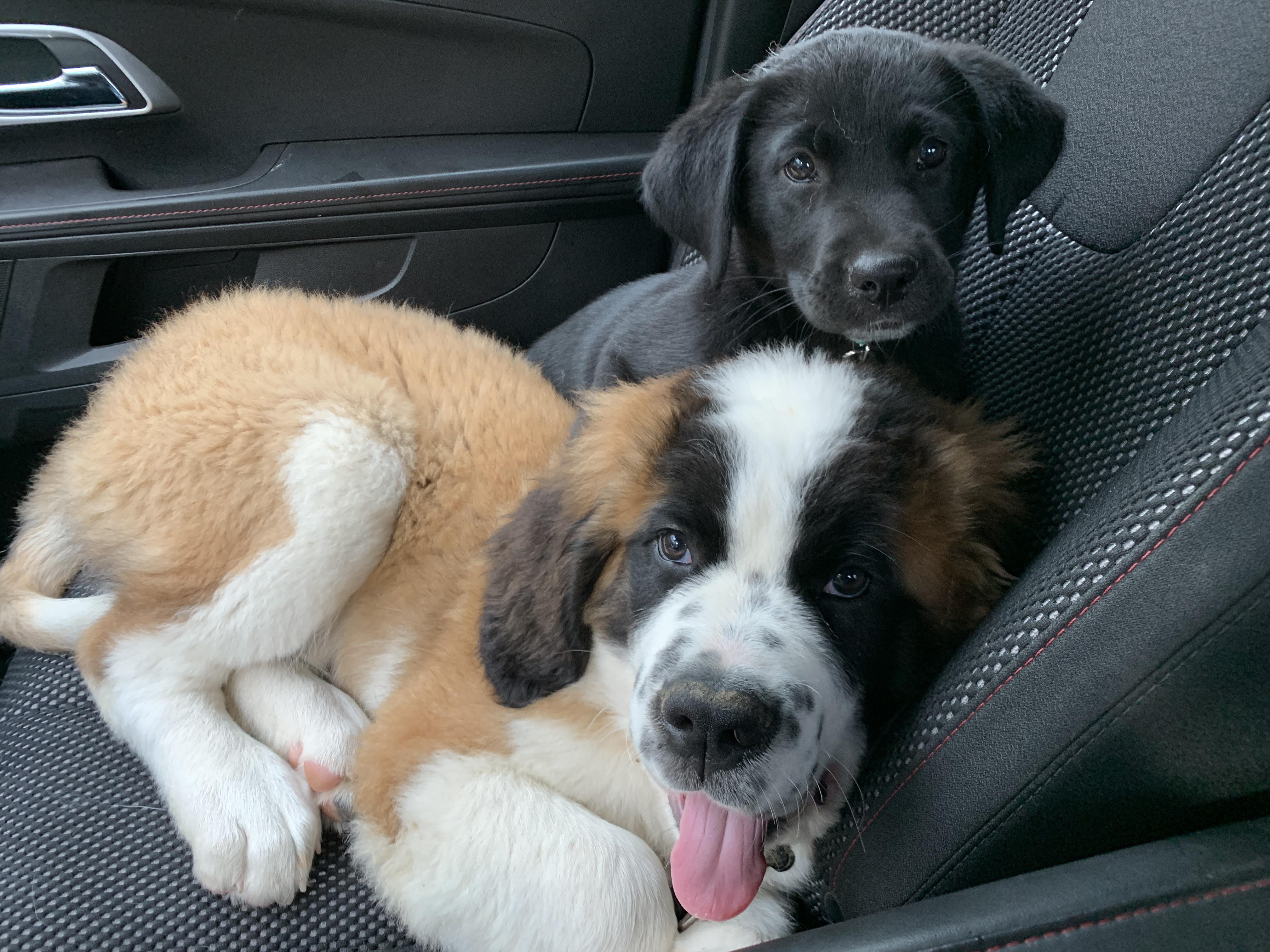 Mozart with his buddy Pocket | Scrolller