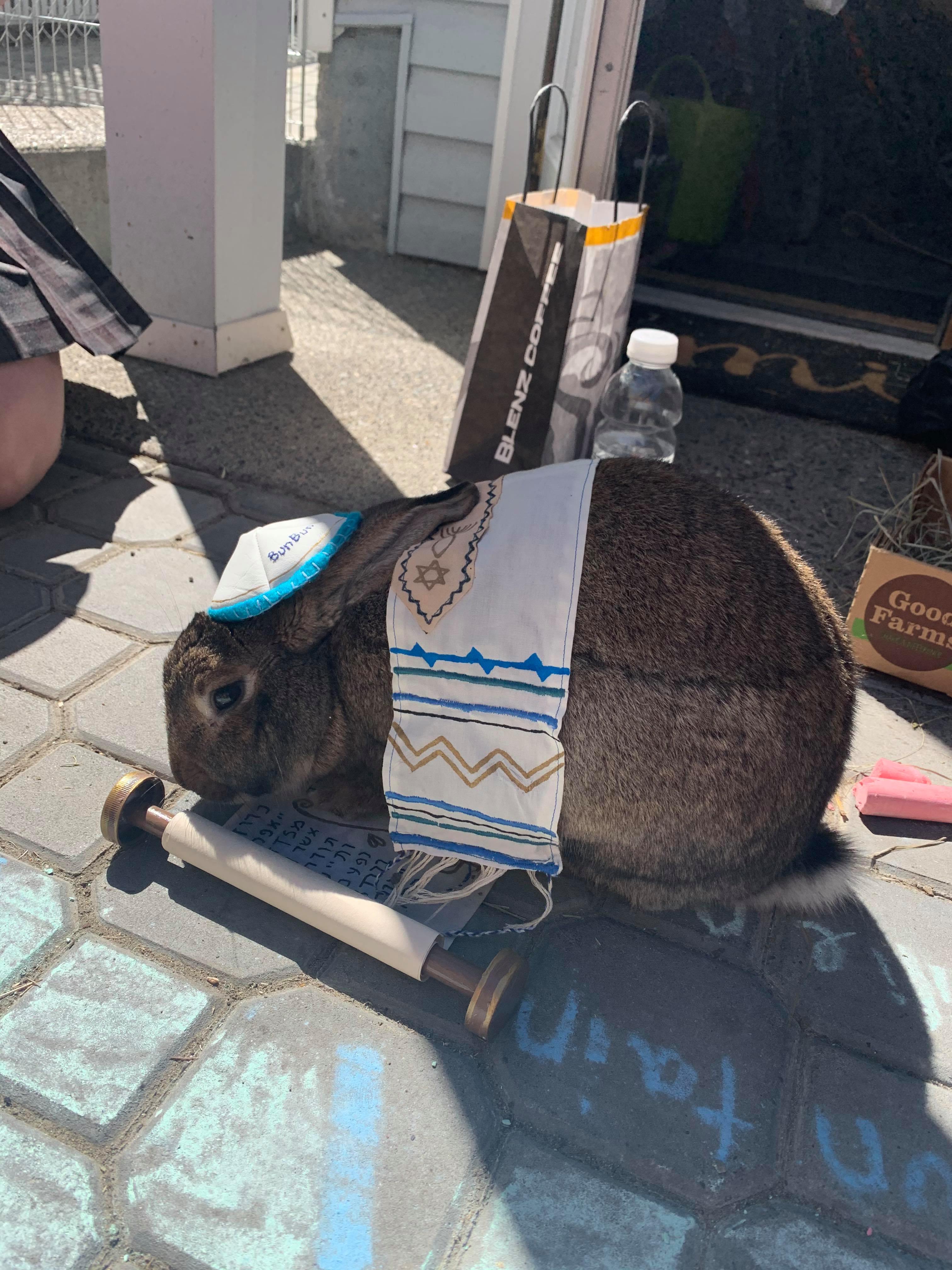 Mr Bunbun is officially a man! | Scrolller