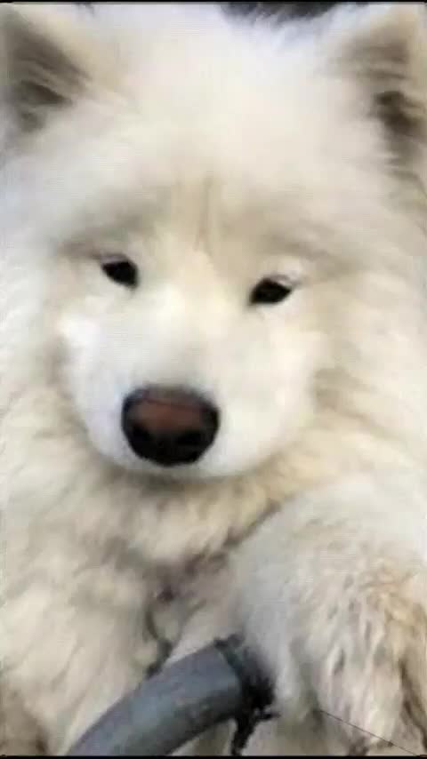 Mr. Fluffcloud | Scrolller