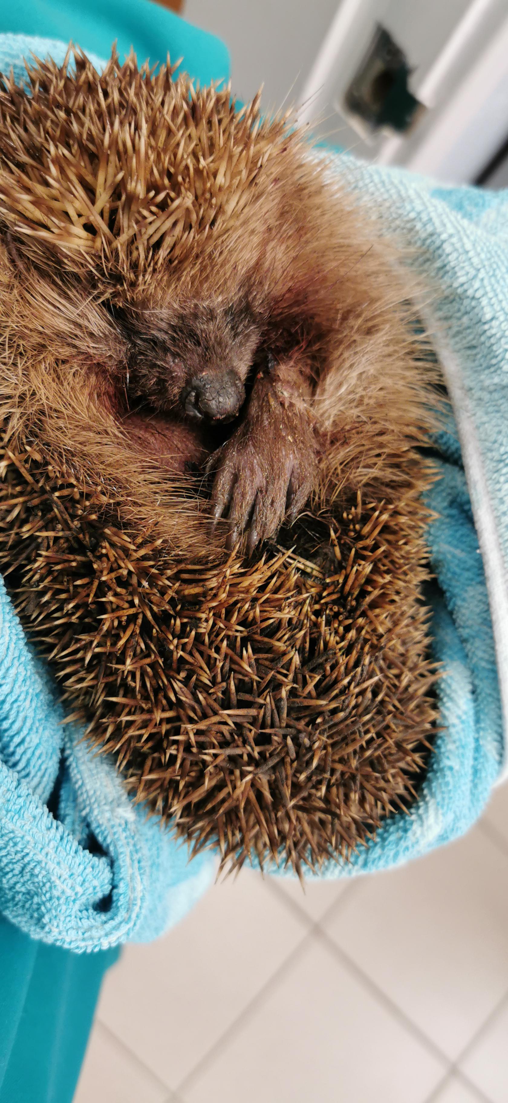 Mr hedgehog came to visit today | Scrolller