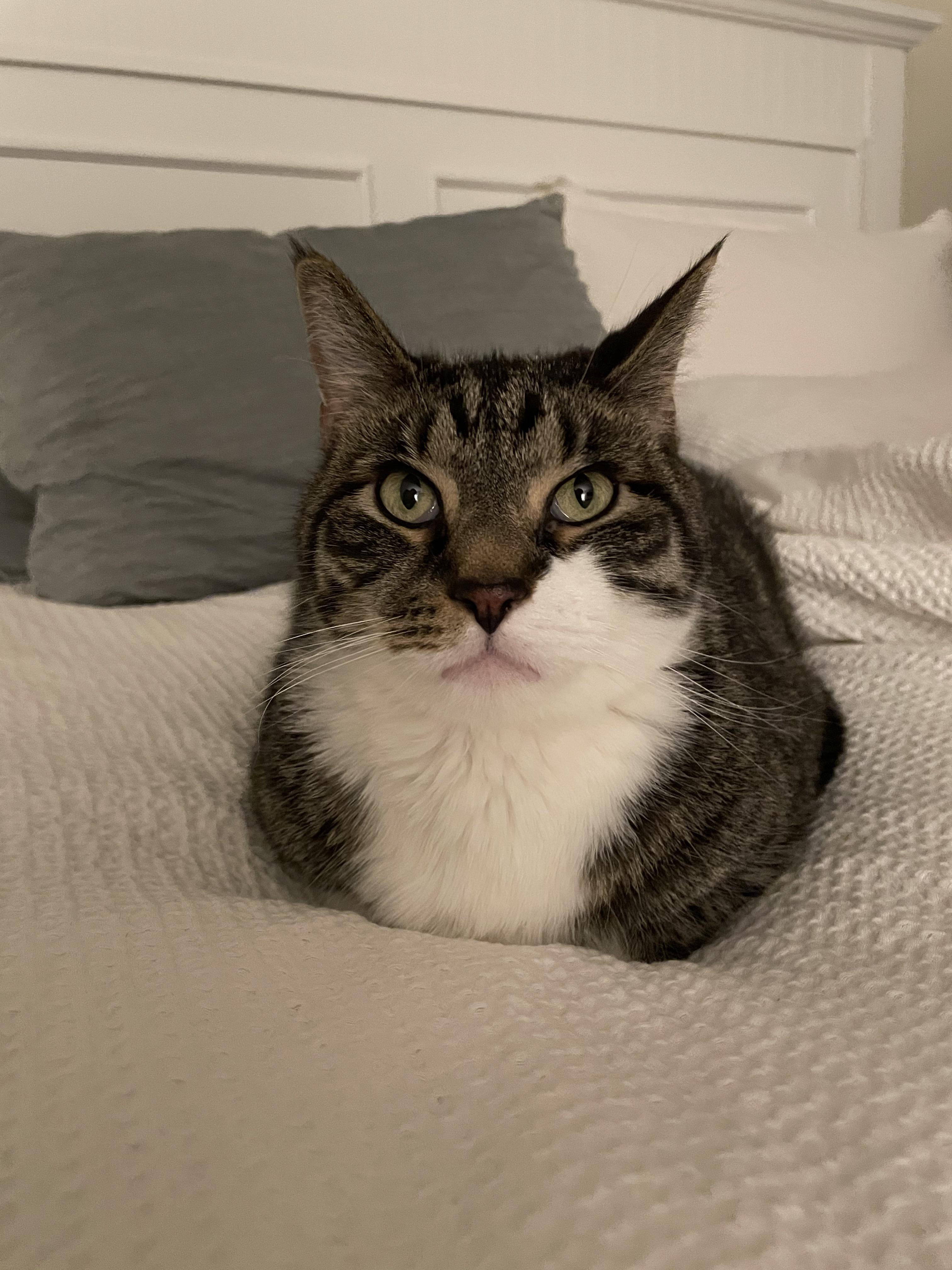 Mr loaf occupying my sleep space | Scrolller