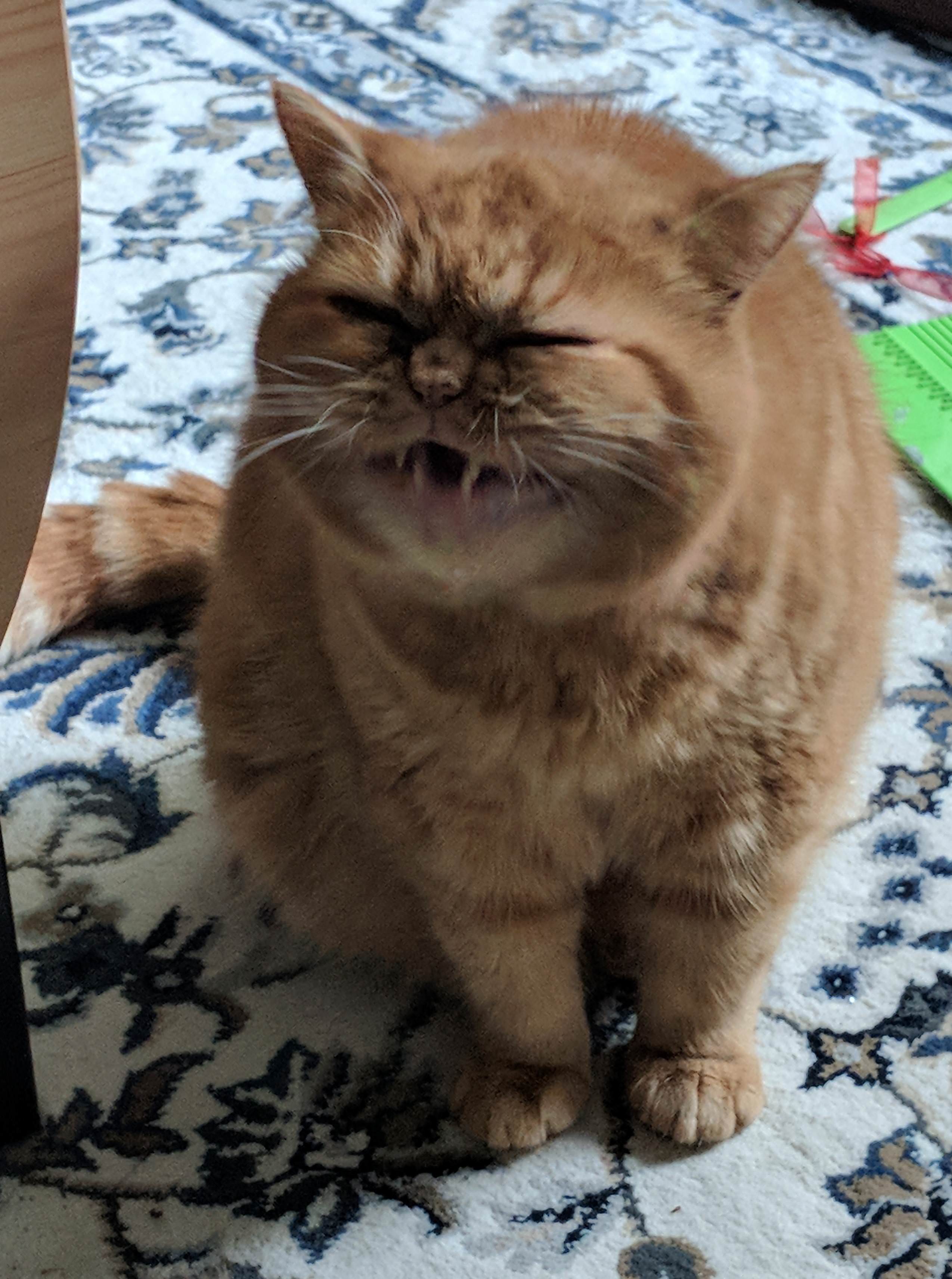 Mr Mao Mao caught mid-yawn | Scrolller