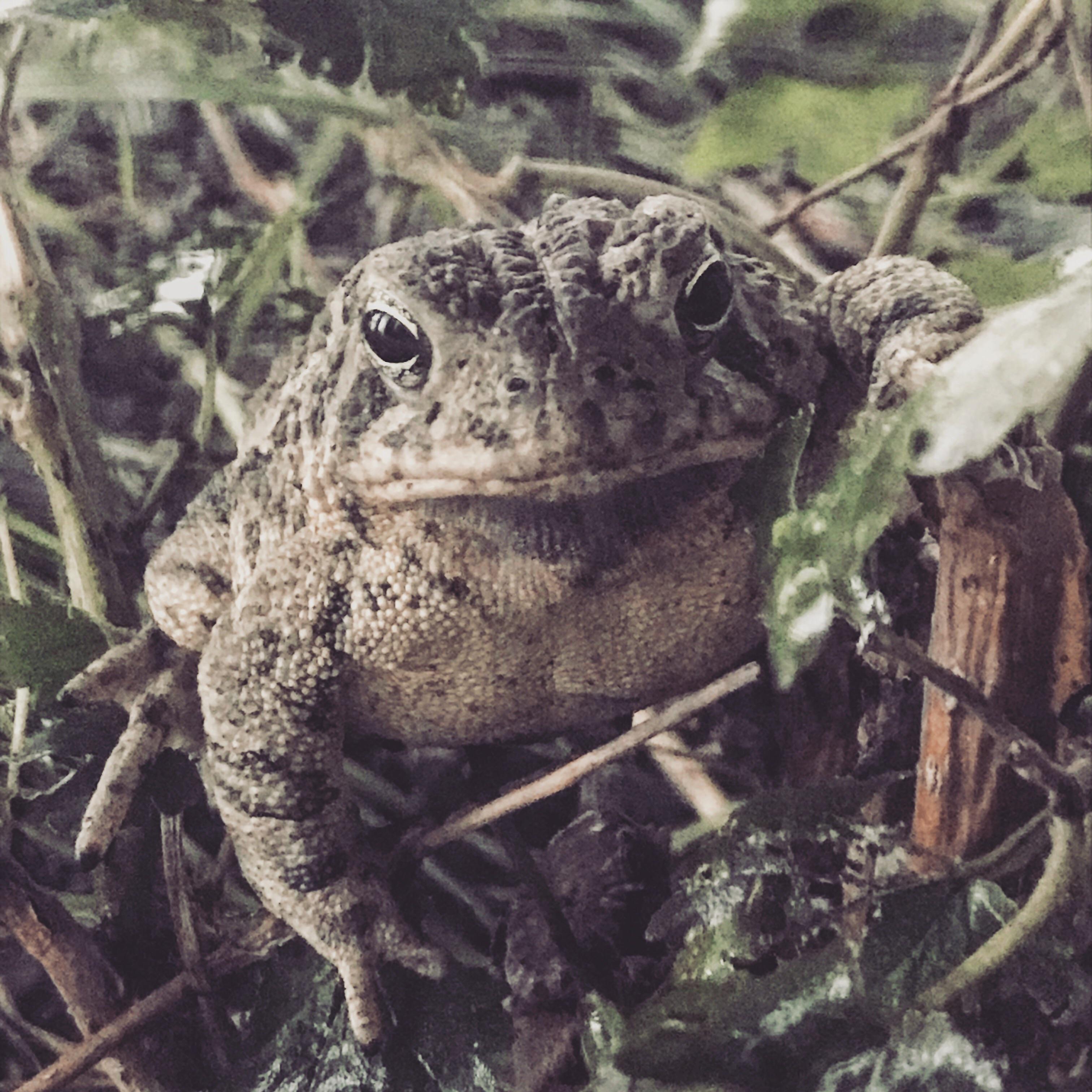 Mr Toad | Scrolller