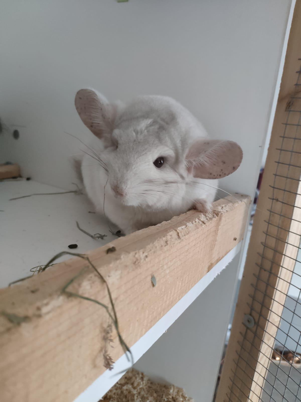 Mr. White doing his best Dumbo impression | Scrolller