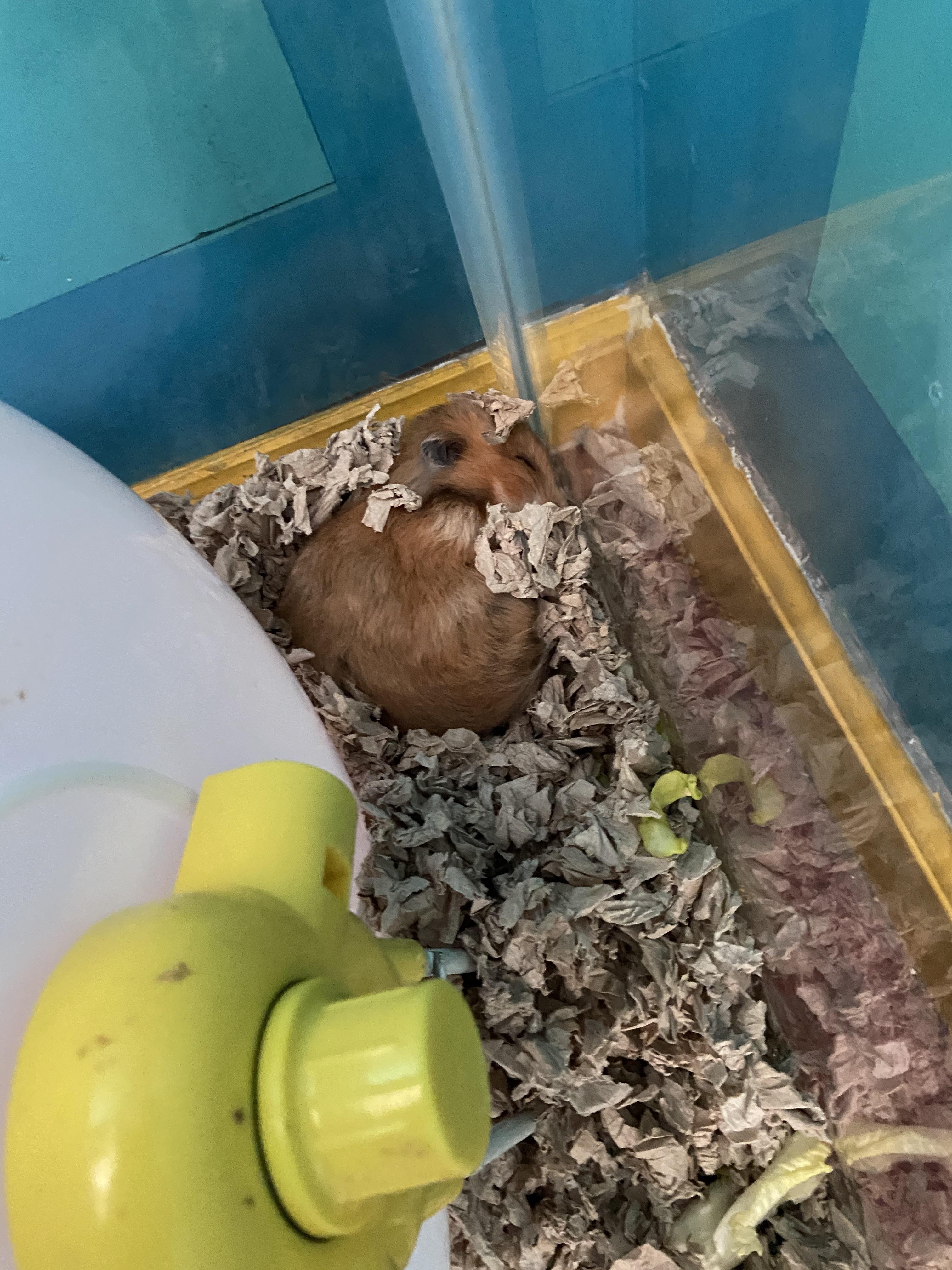 mrs maple in her nest 🥺 | Scrolller