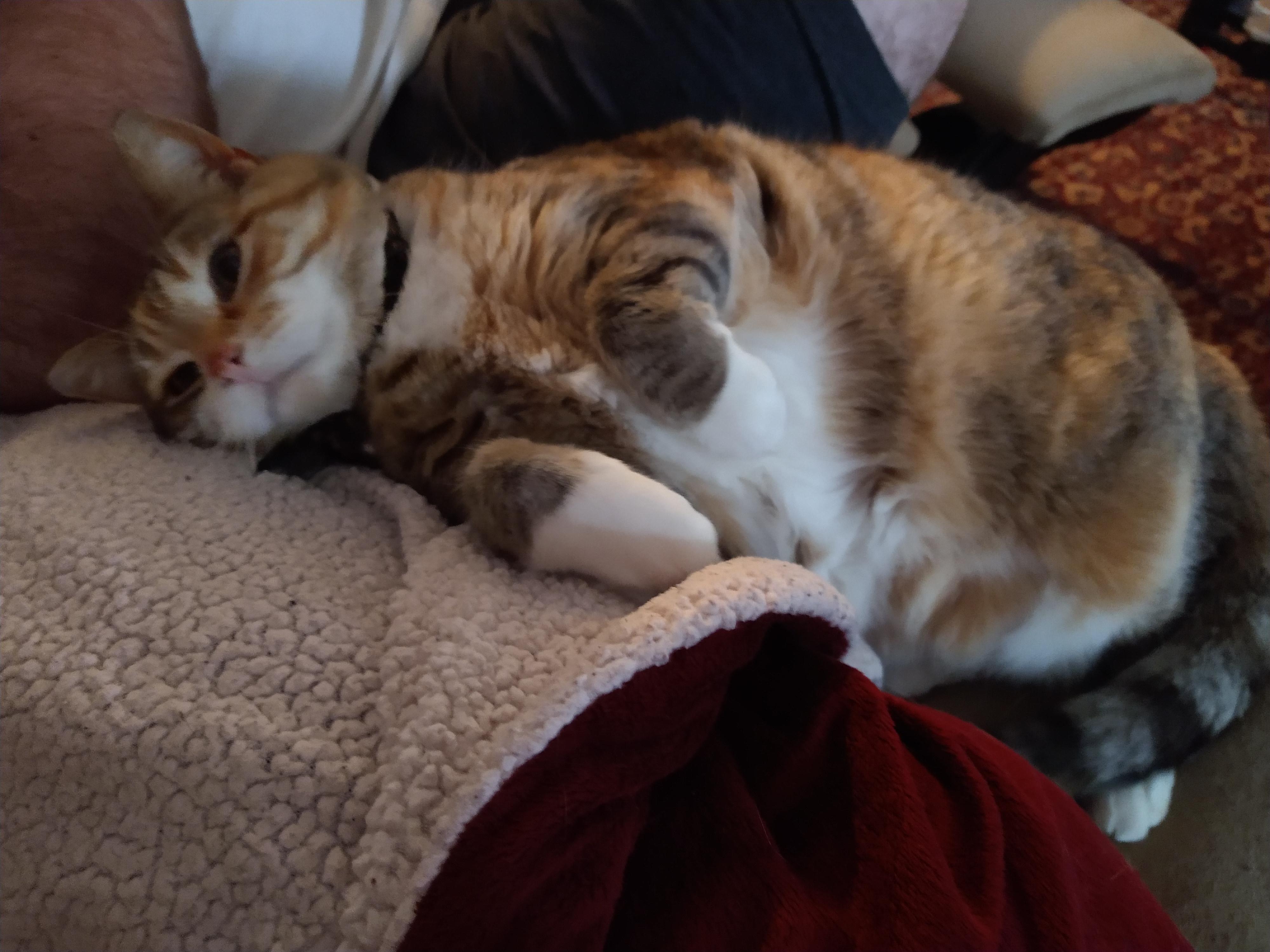 Ms. Peanut with her chubby belly and her ankle socks | Scrolller