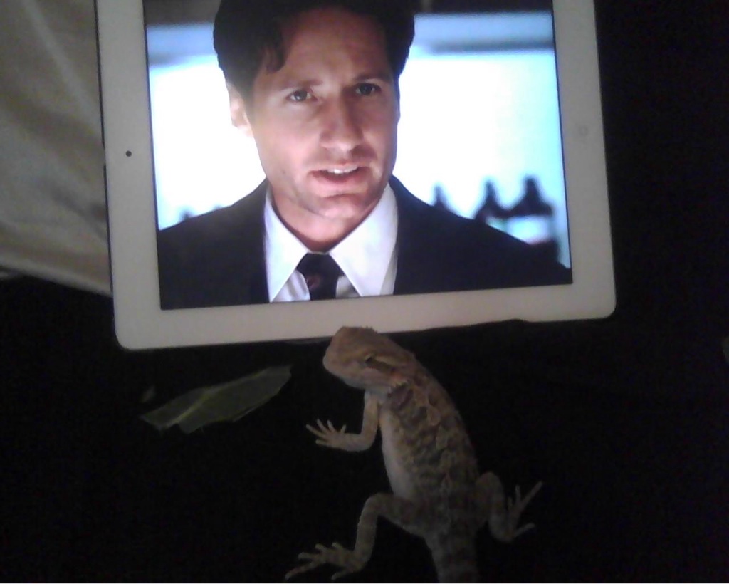 Mulder watching his namesake while having a snack | Scrolller