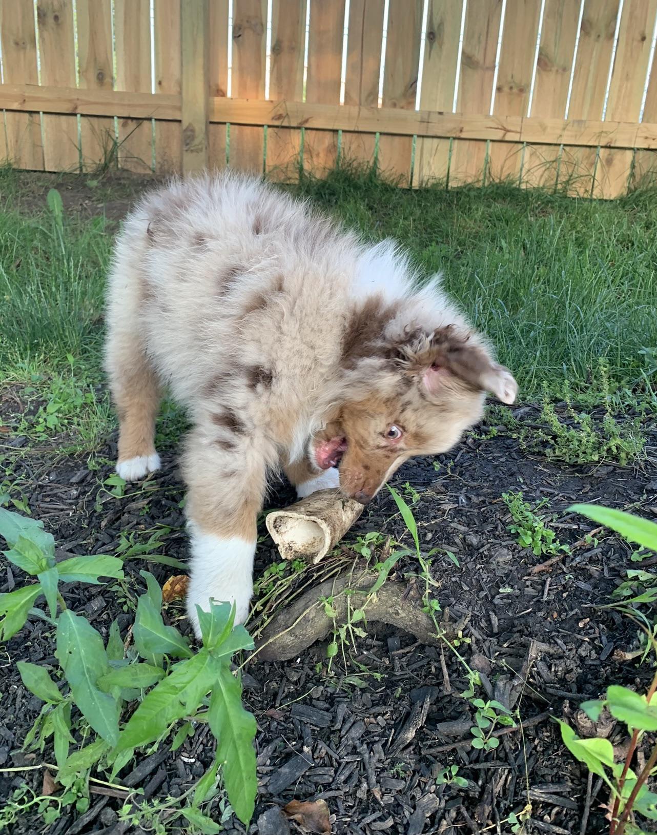 Must attack | Scrolller